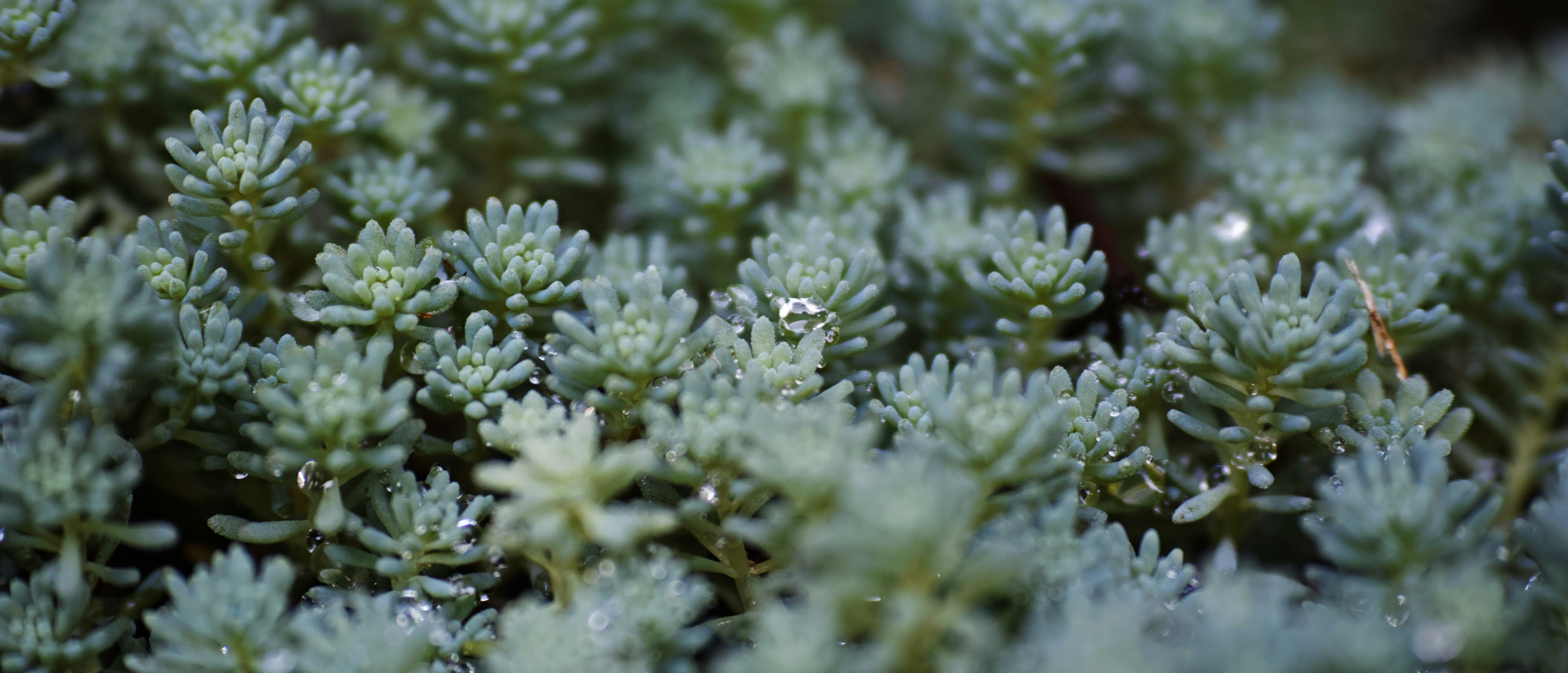 Close-up of dewdrops on lush green succulents with intricate textures.