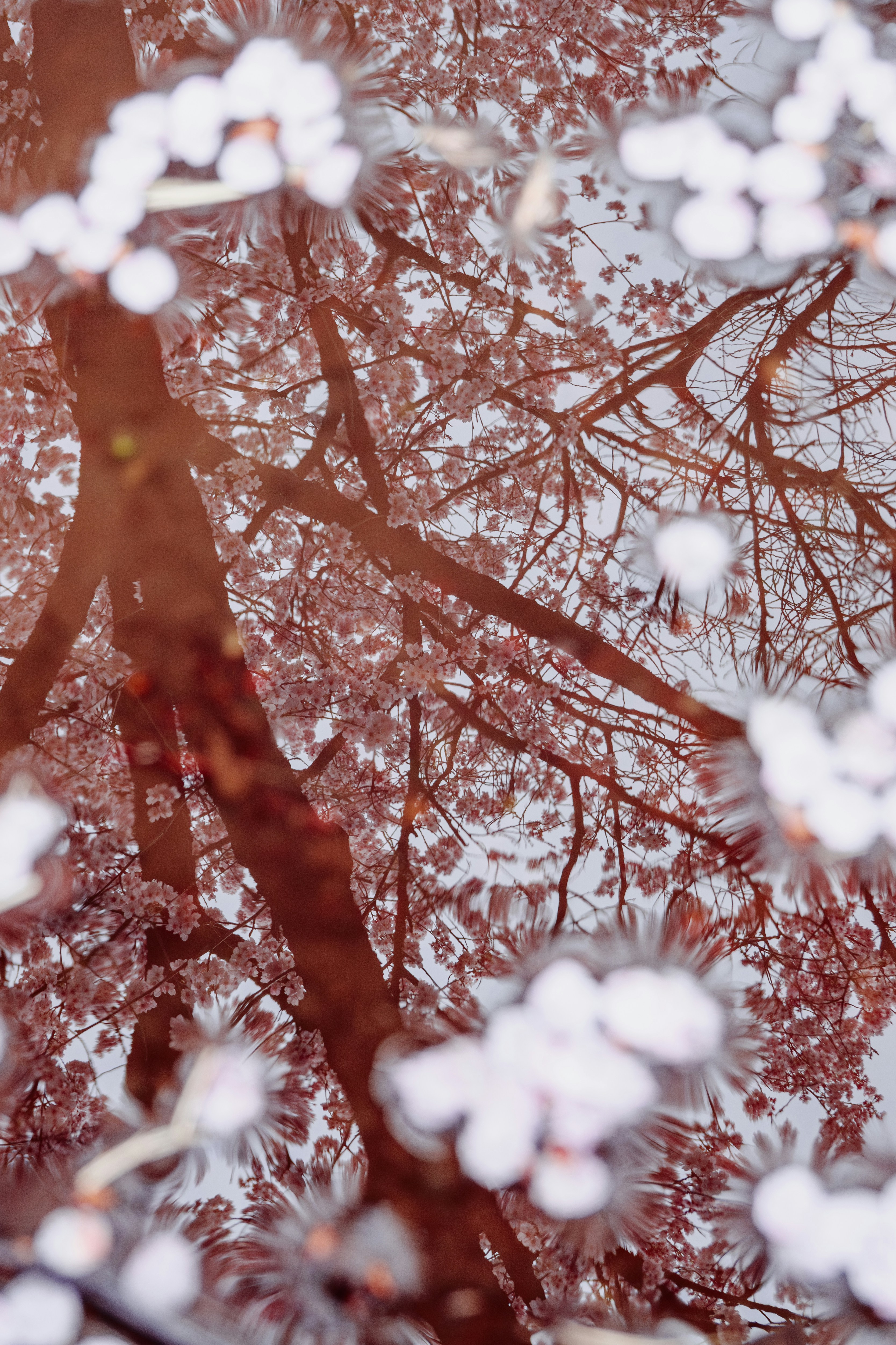 Reflection of a tree and blossoms in water. photo – Free Forest Image ...