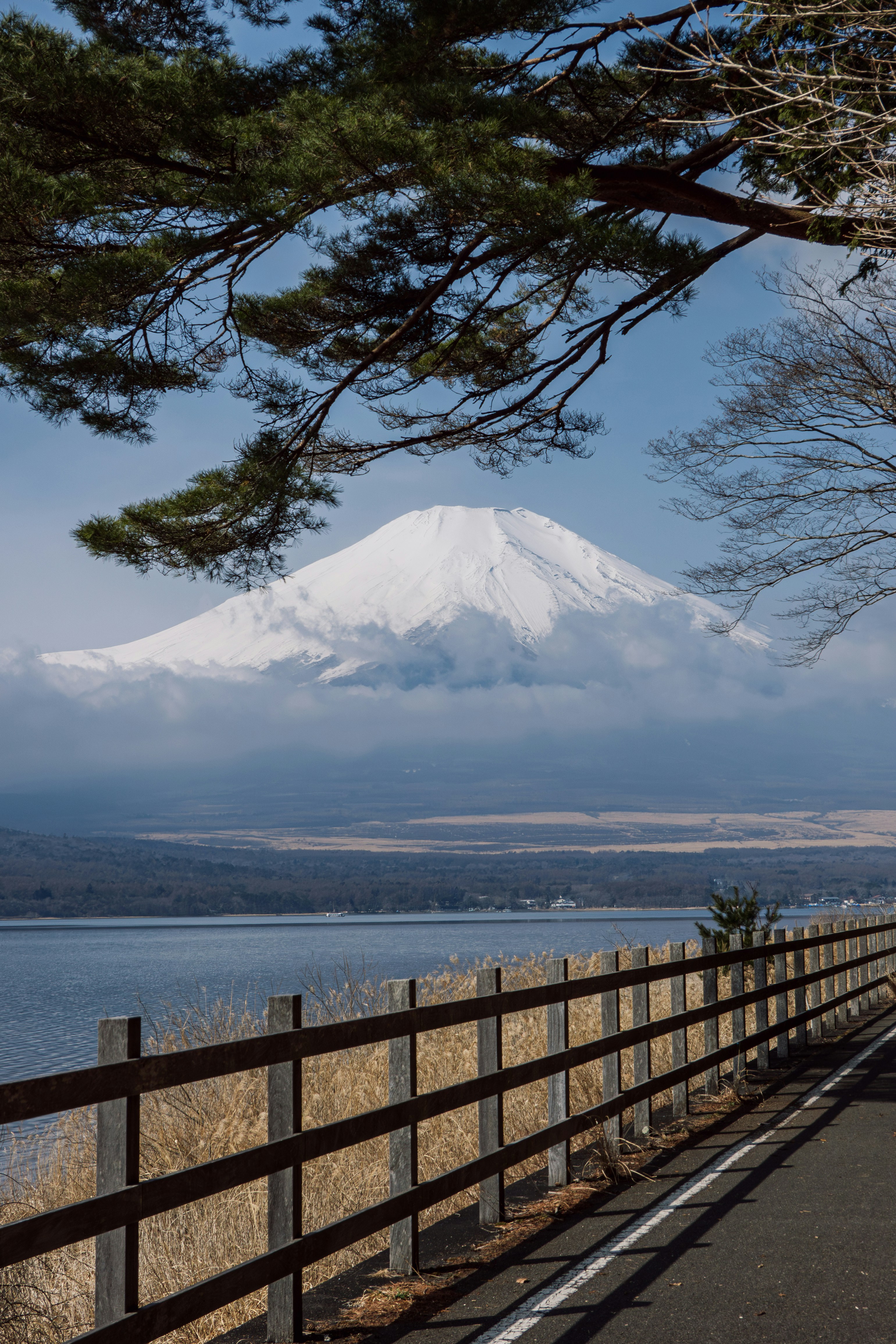 Snow-Capped Peak Framed by Pines Over a Quiet Lakeside Path