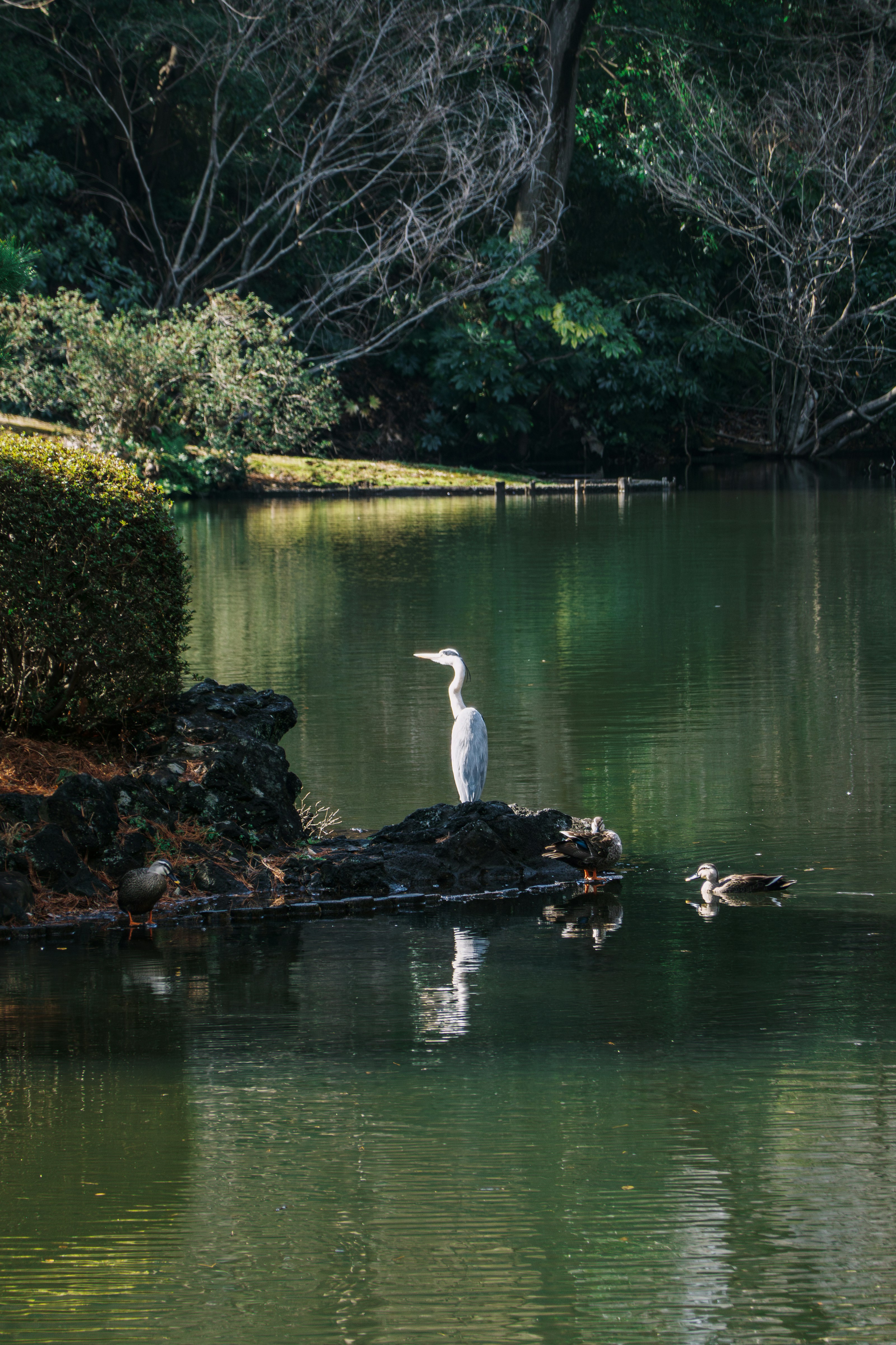 Serenity by the Lakeside