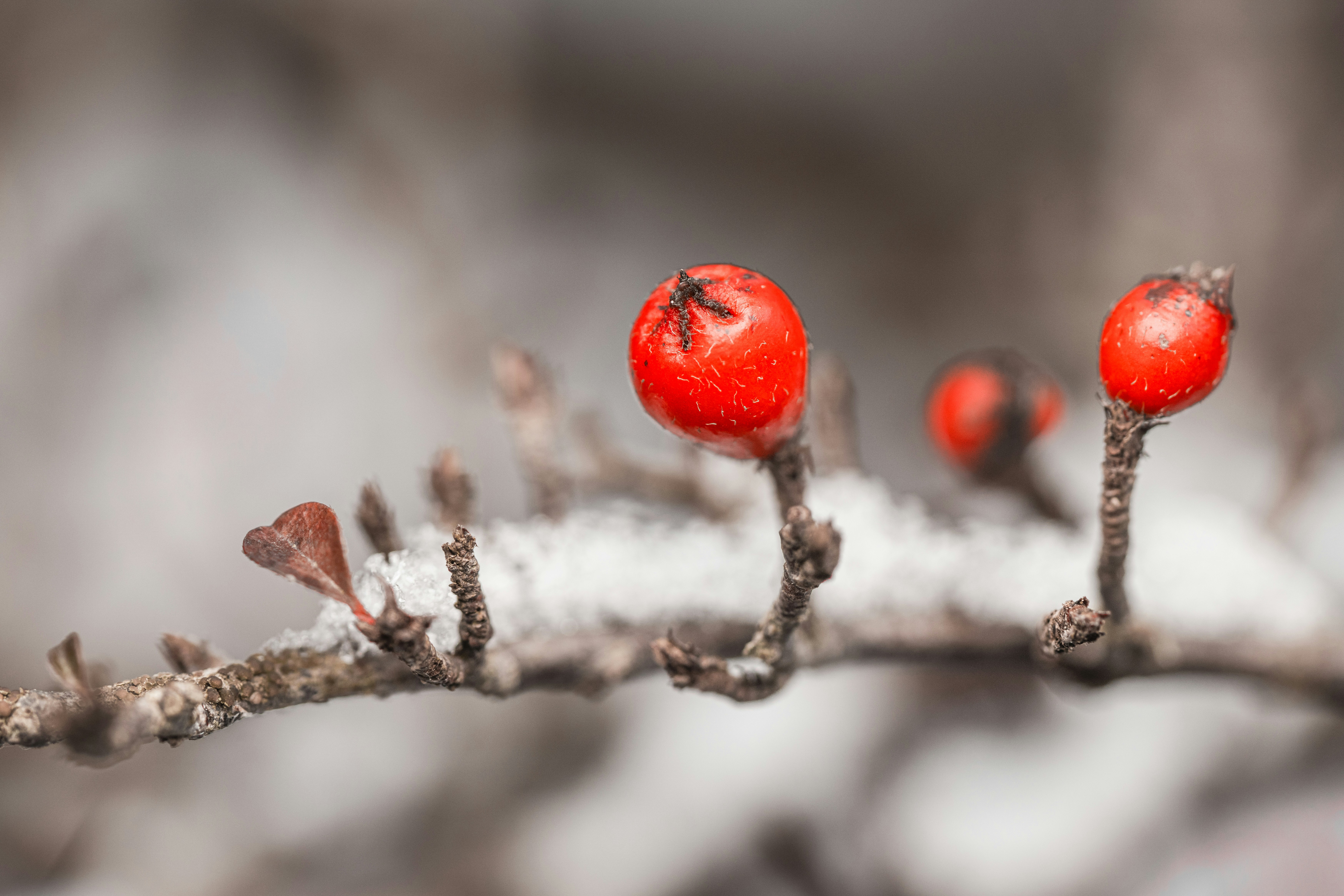 Crimson berries on frost-kissed twig
