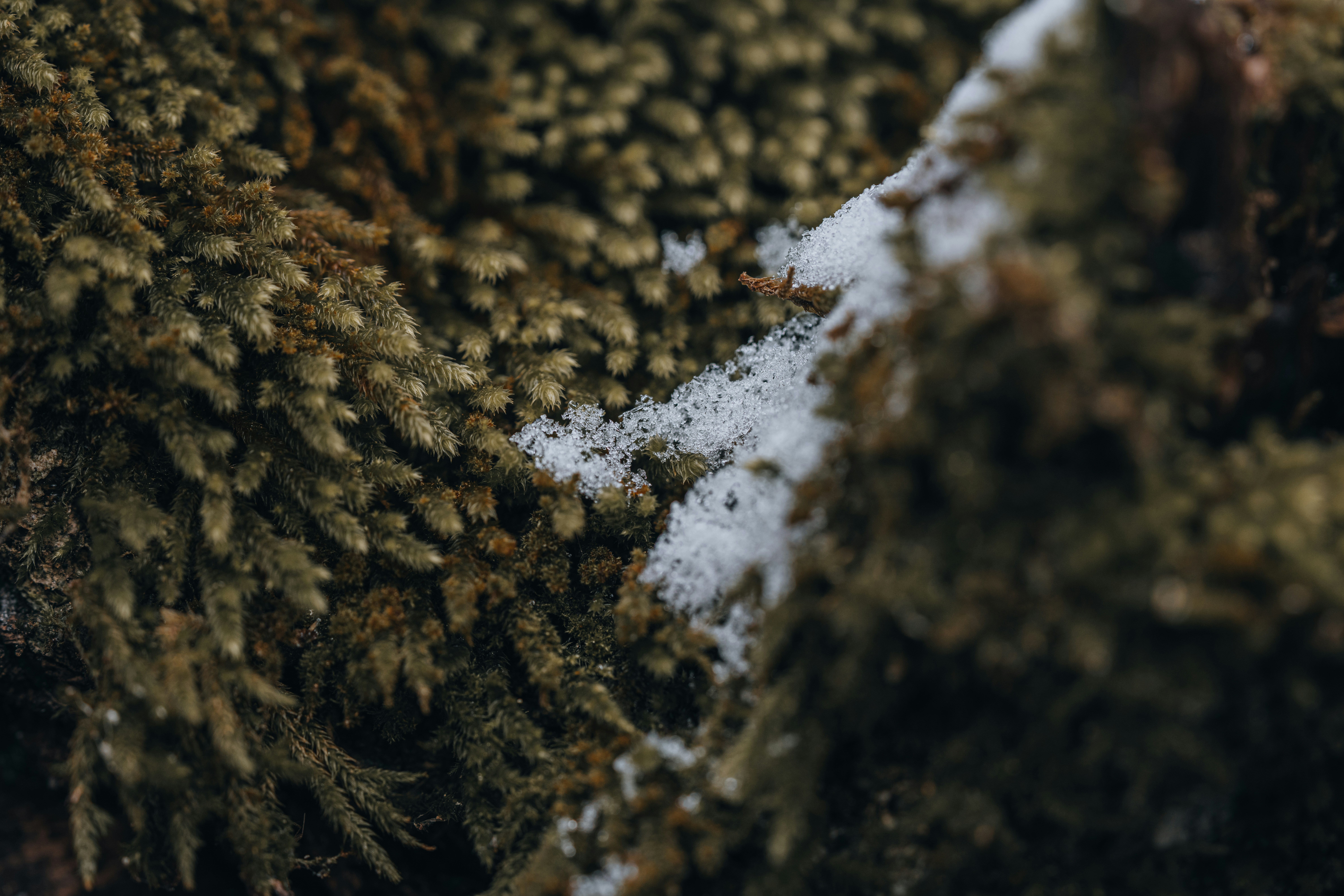 Winter's Gentle Embrace on Forest Moss