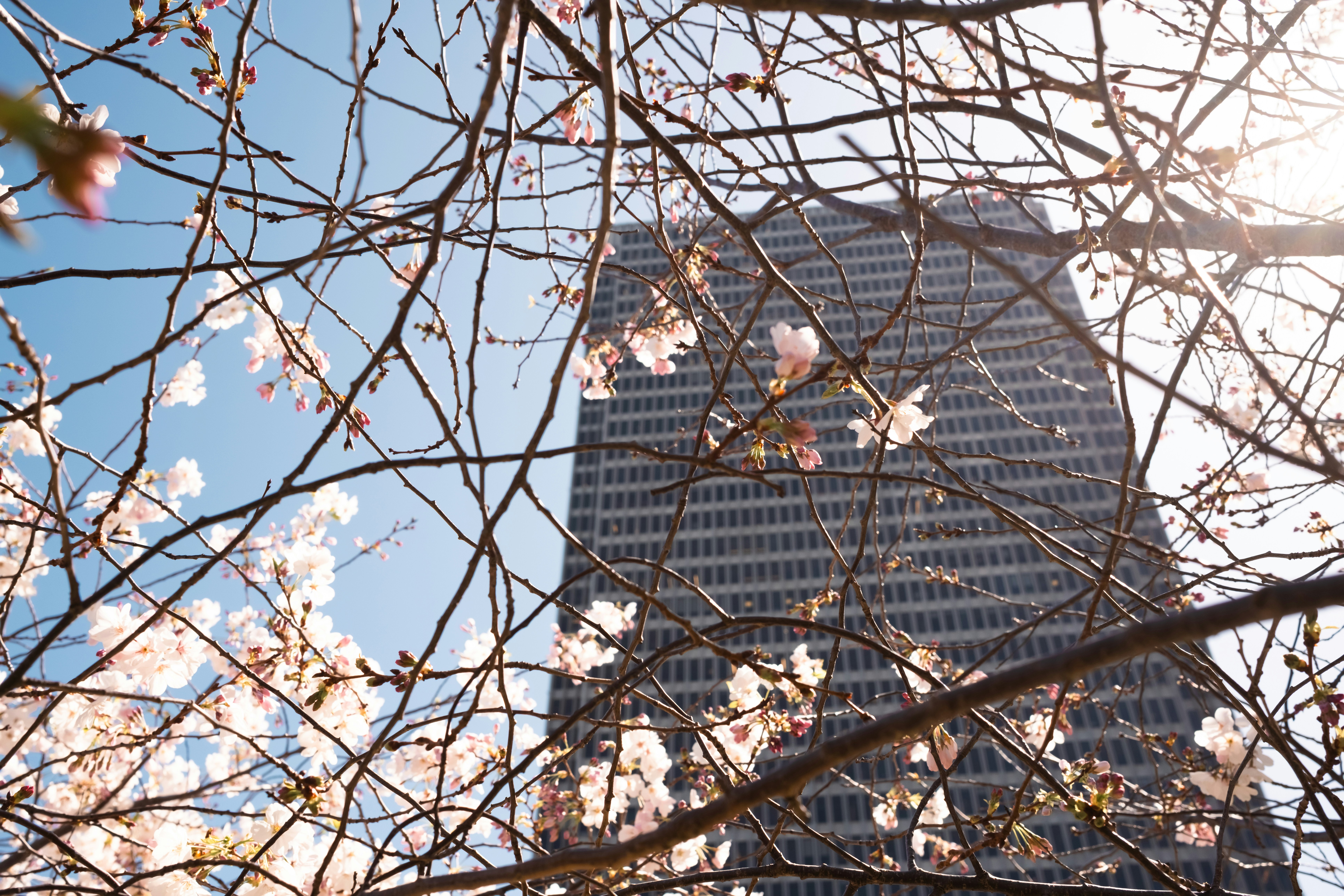 Urban Bloom: Blossoms Framing the Skyline
