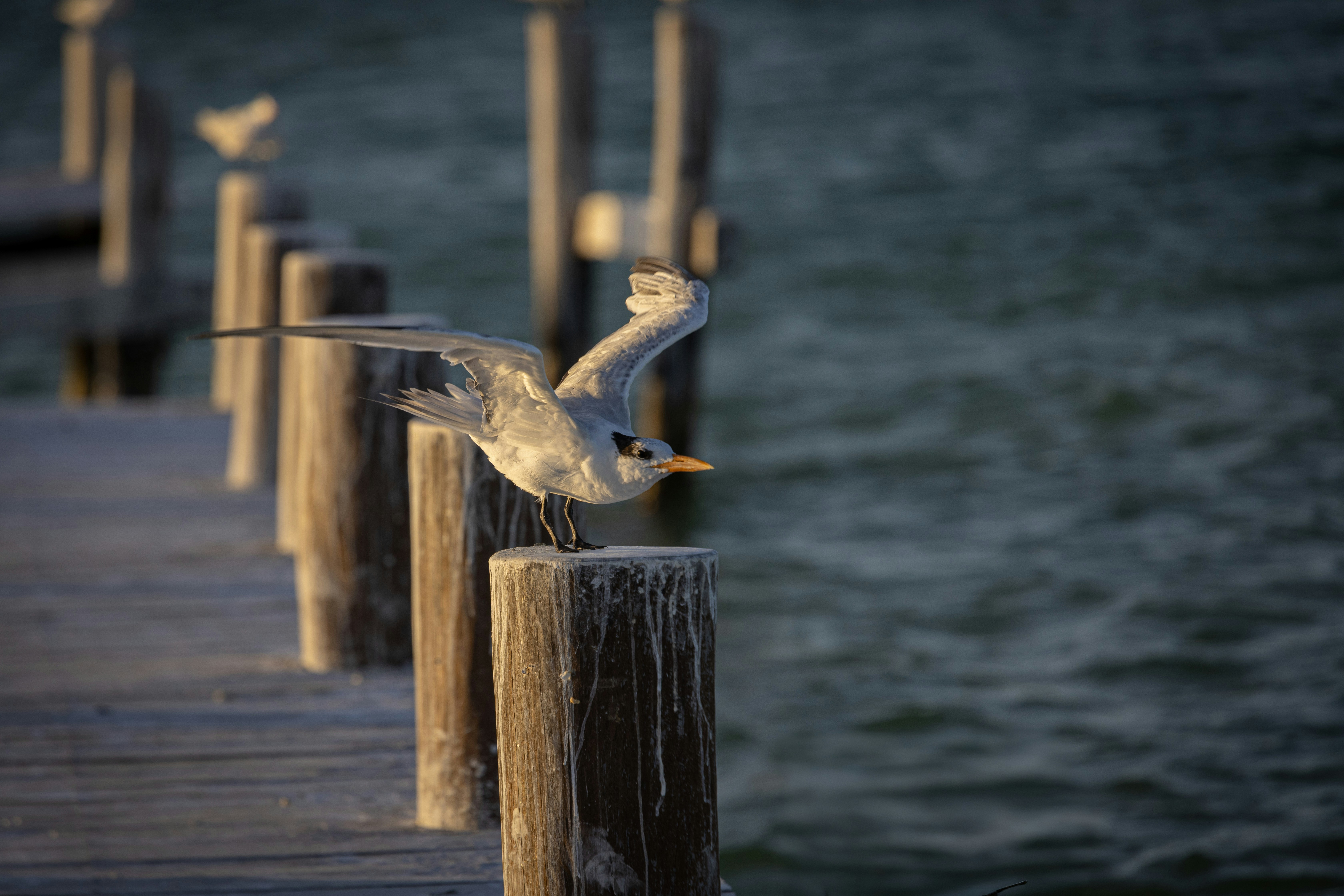 Seagull poised on a wooden post by the water's edge in soft evening light.