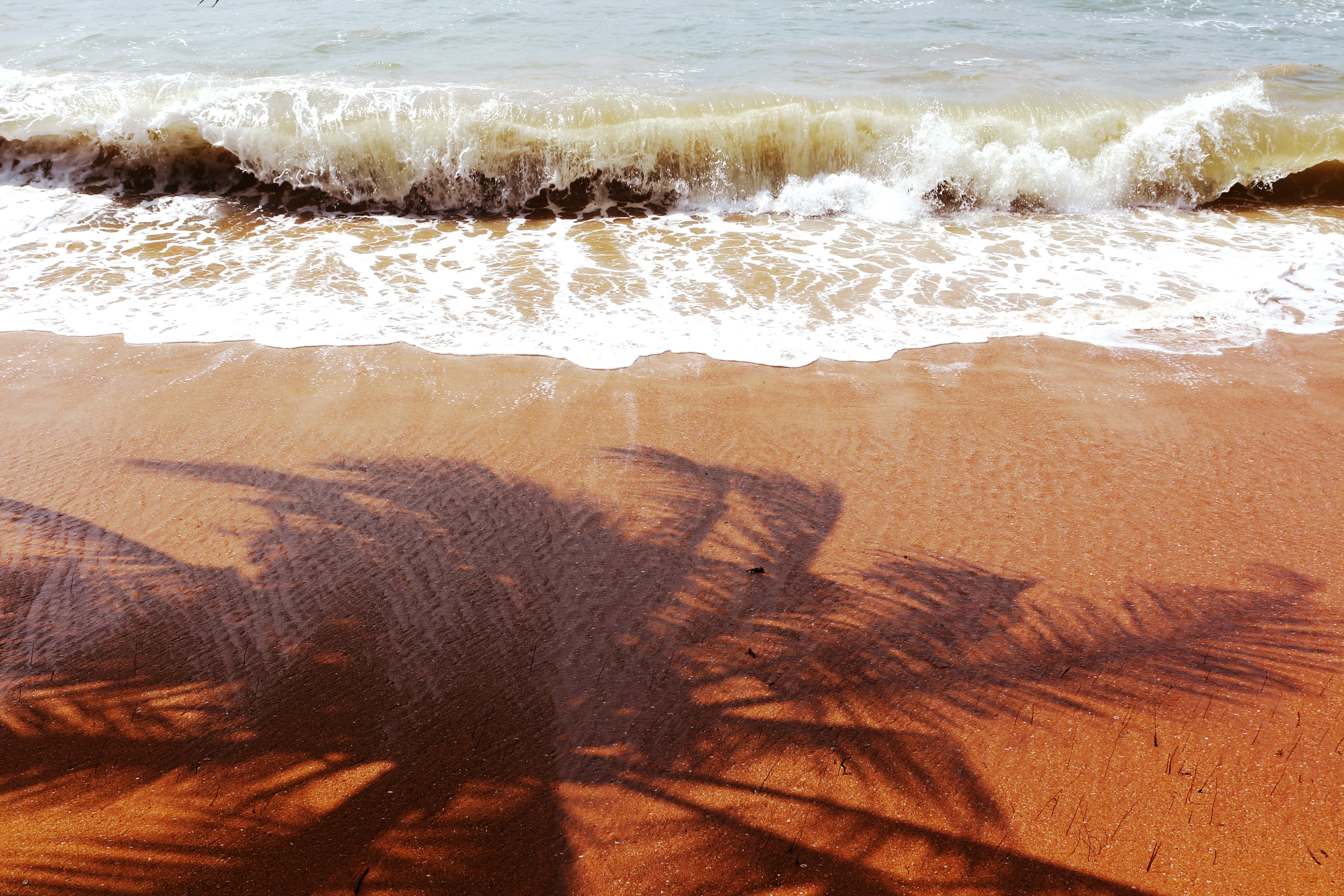 Whispers of the Shoreline: Palm Shadows and Ocean Waves