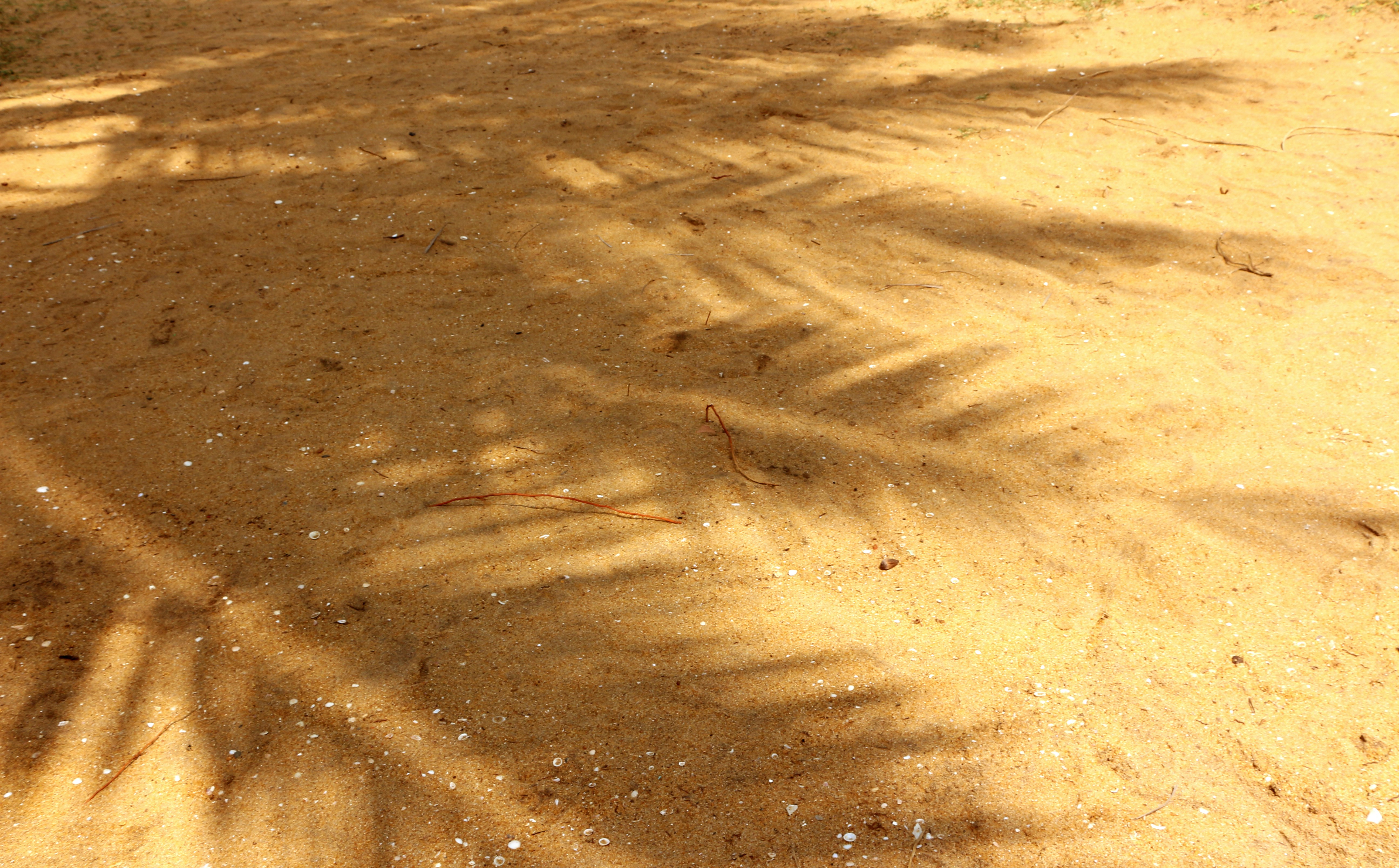 Palm frond shadows stretch across warm golden sand under bright sunlight.