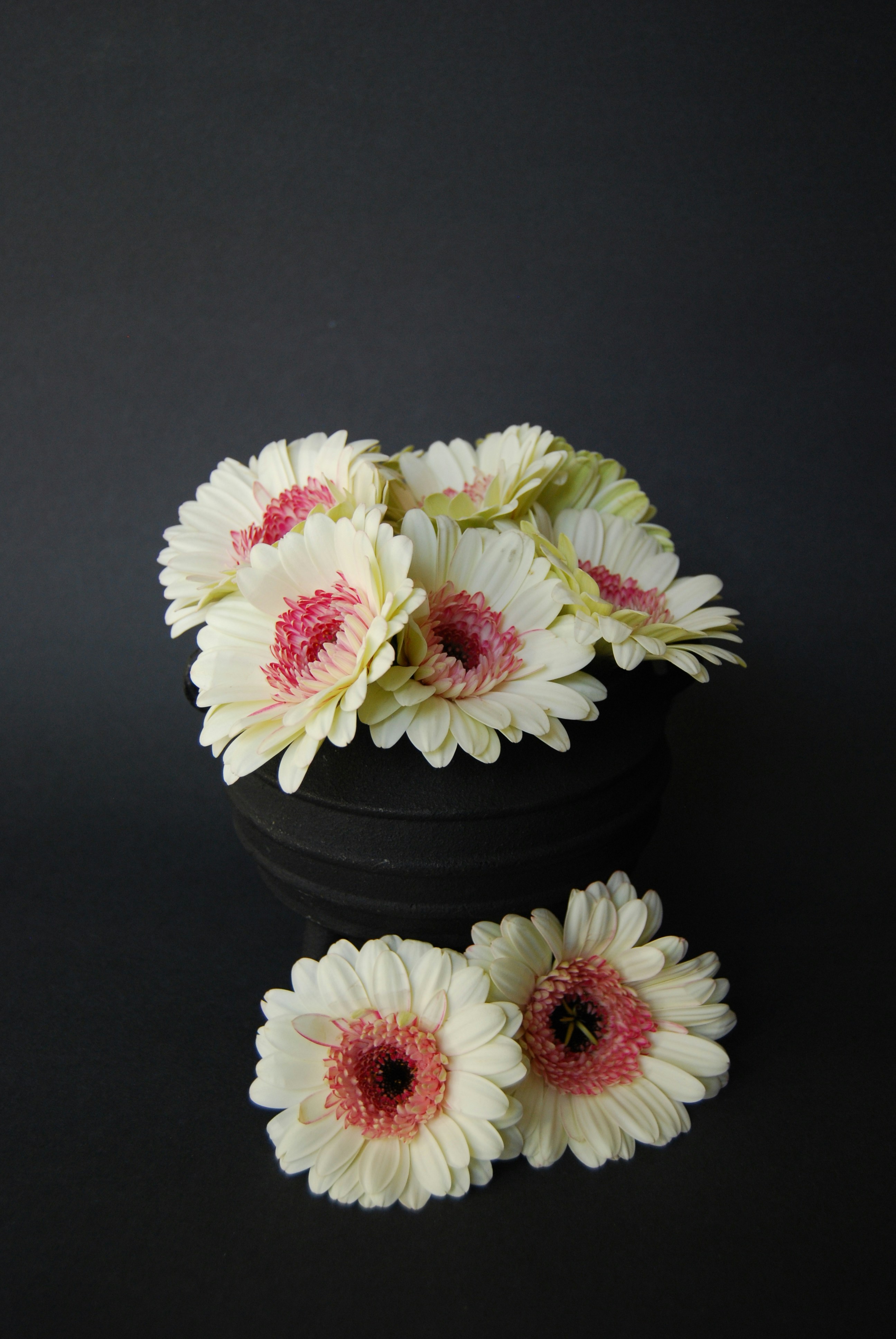 White and pink gerbera daisies in a dark pot. photo – Free Spring Image ...