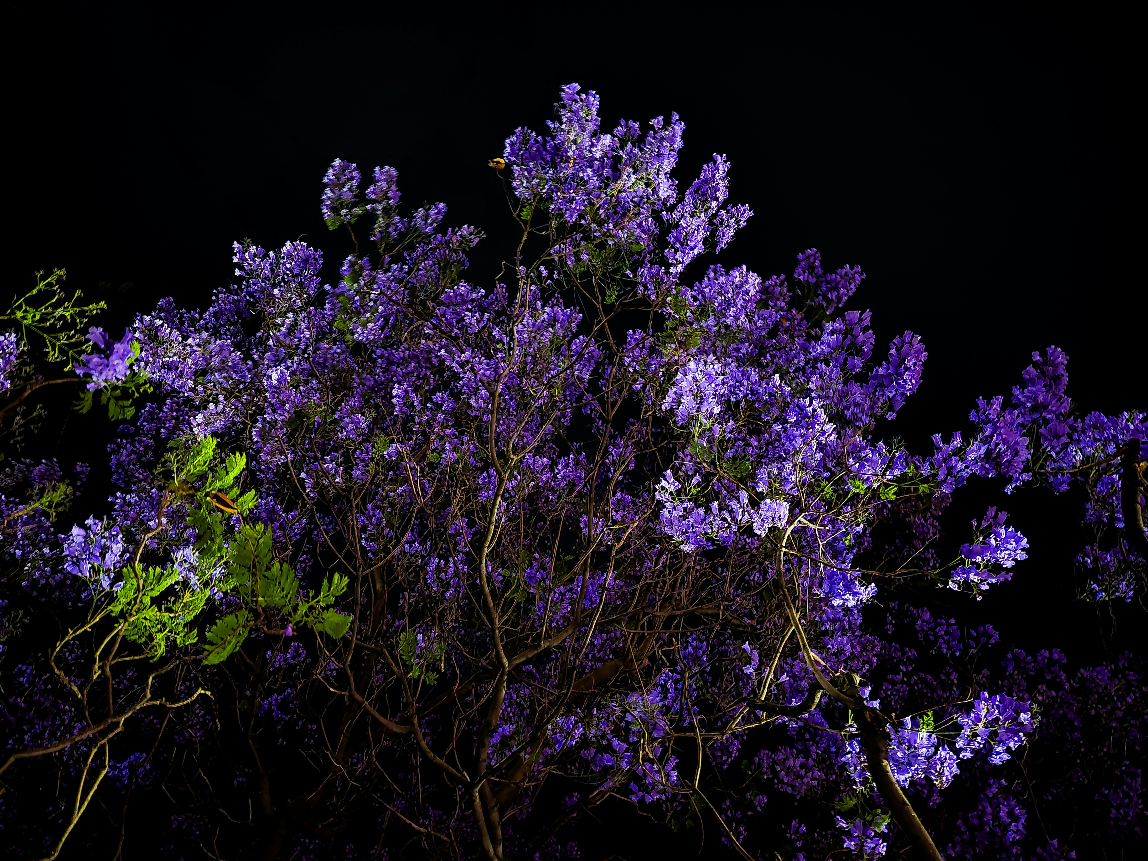 Nocturnal Bloom: A Symphony in Purple