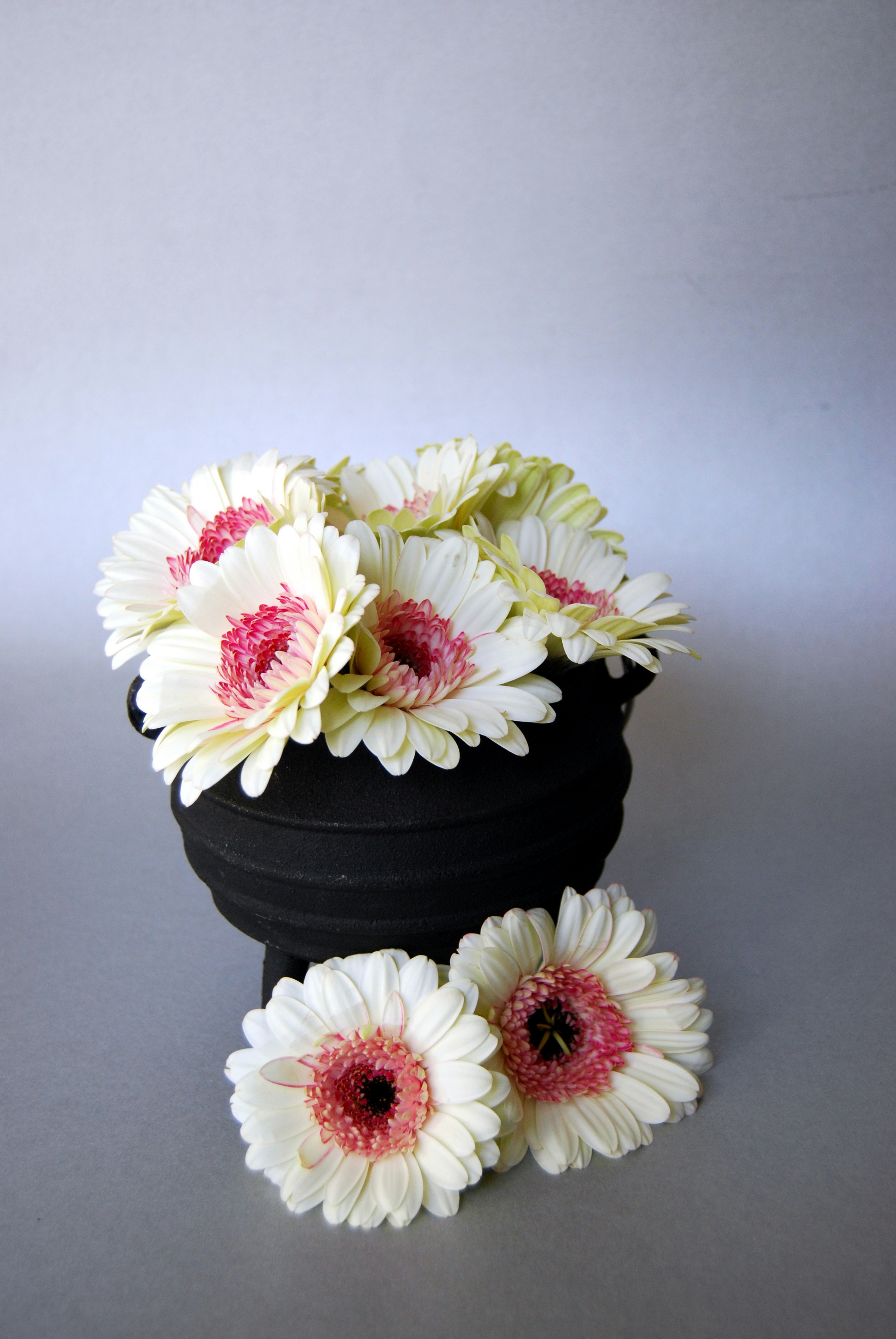 Soft Dawn Blooms in a Matte Black Pot