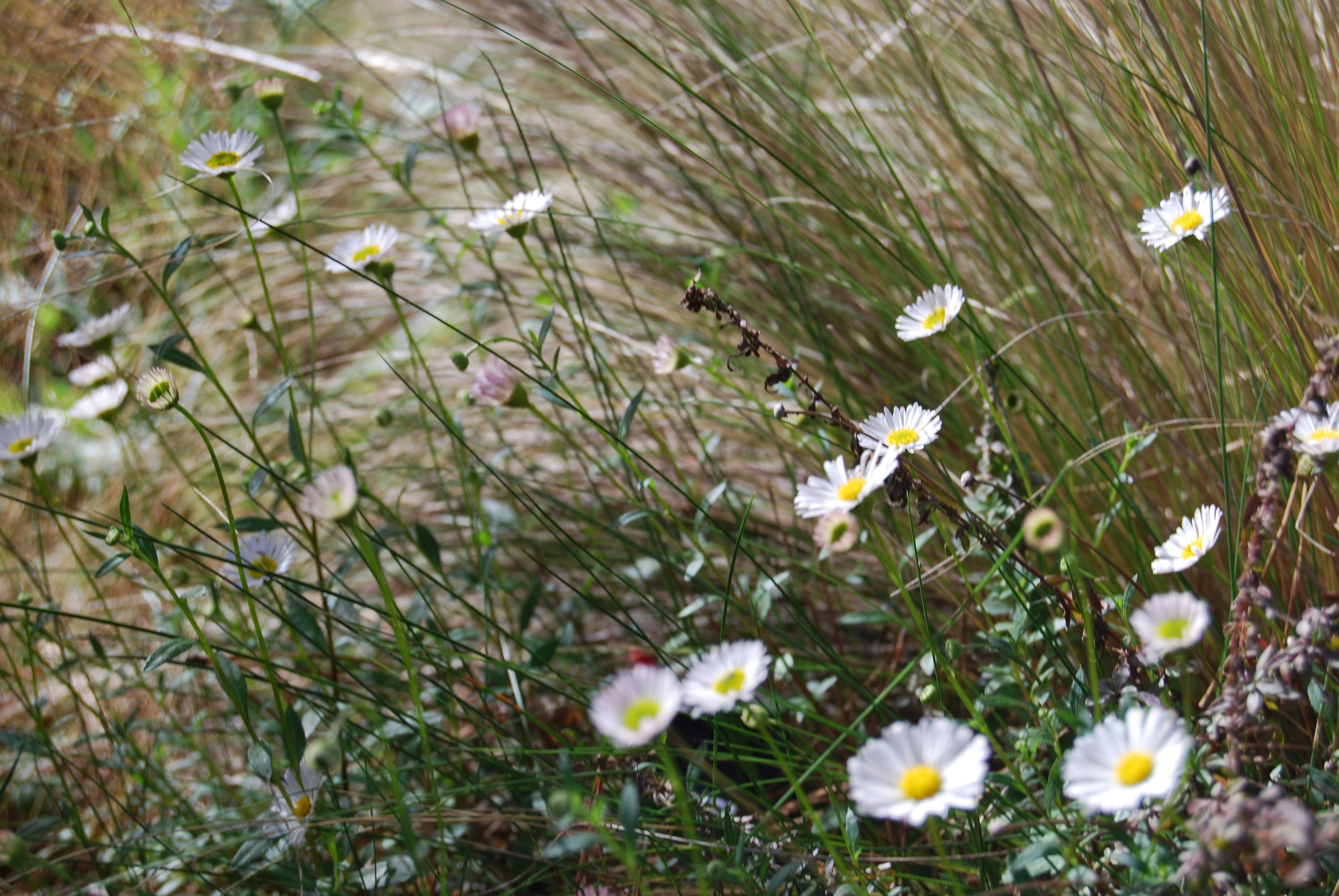 Whispers of Wildflowers