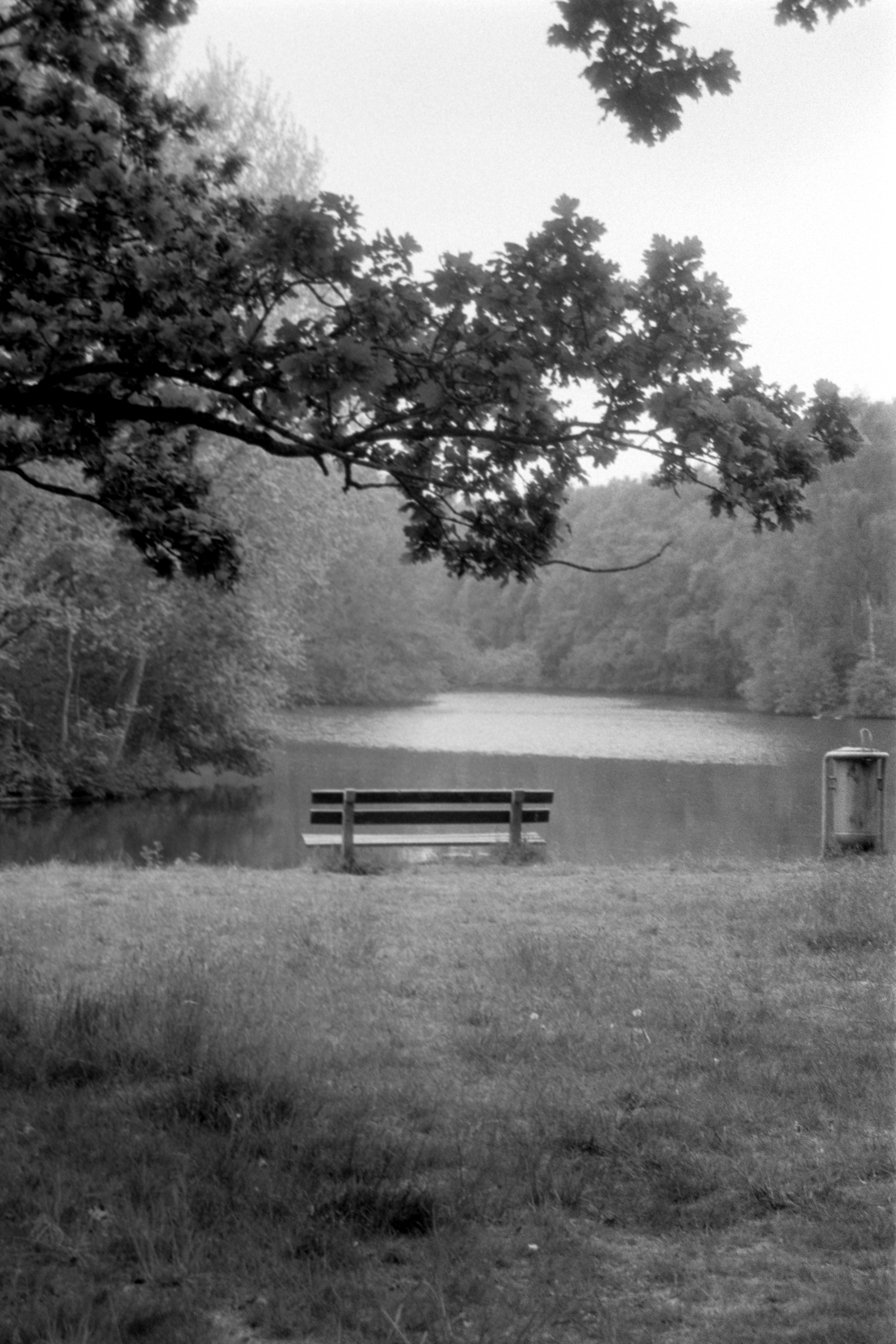 Bench overlooking a tranquil lake under a canopy of trees in a grayscale setting.