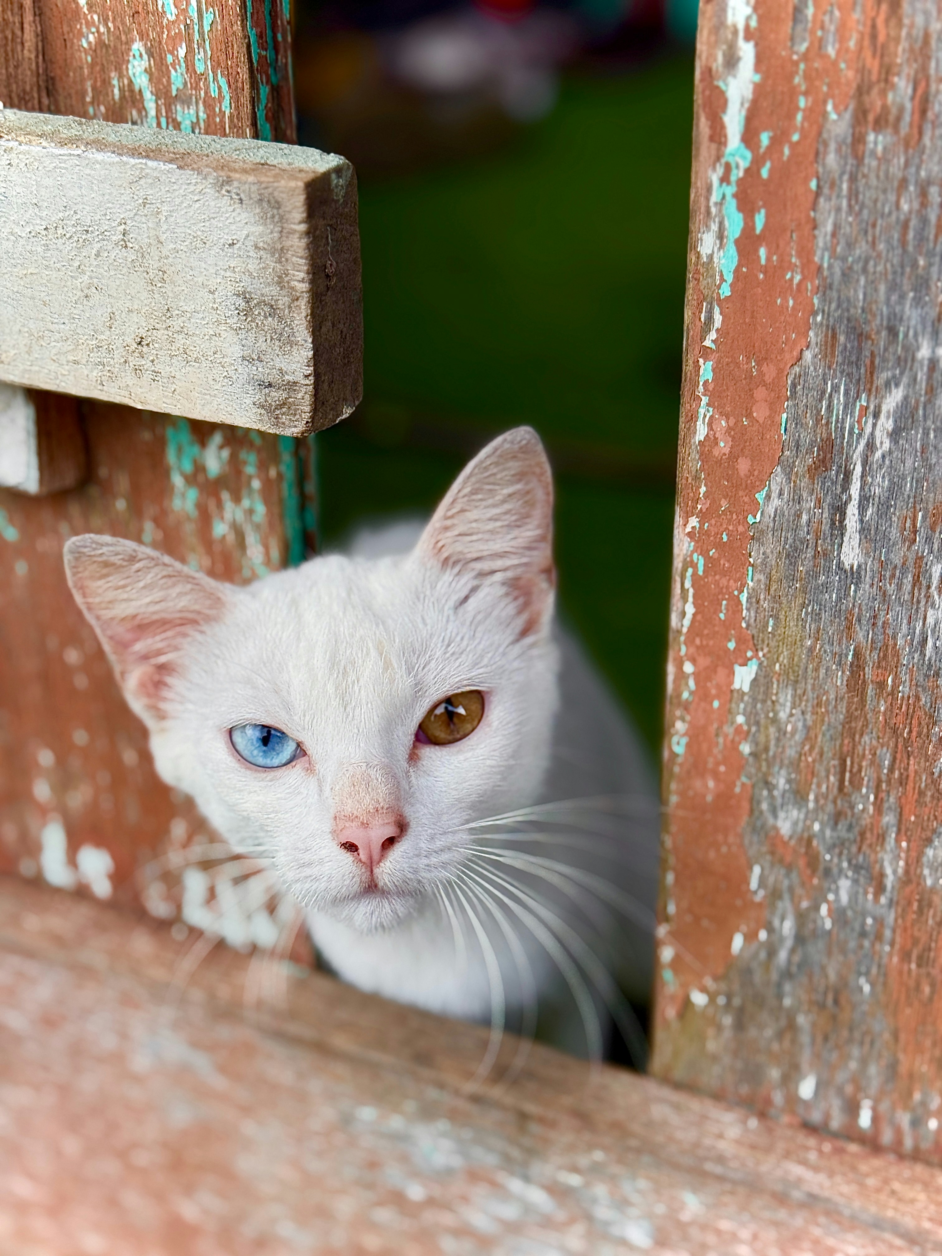 Two-Tone Gaze: The White Cat at the Orchard Door