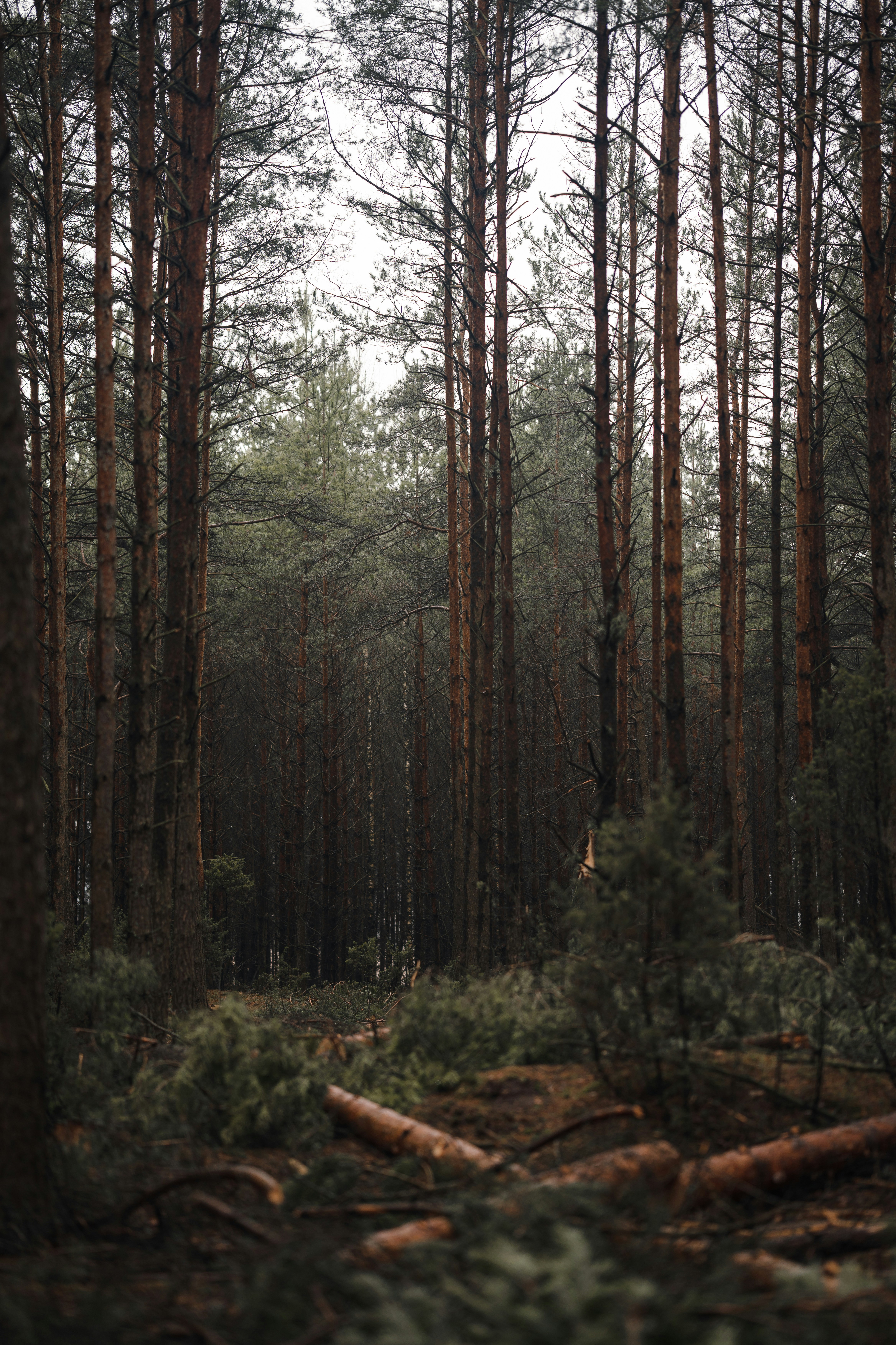 Tall pine trees stretch towards a cloudy sky in a serene forest scene.