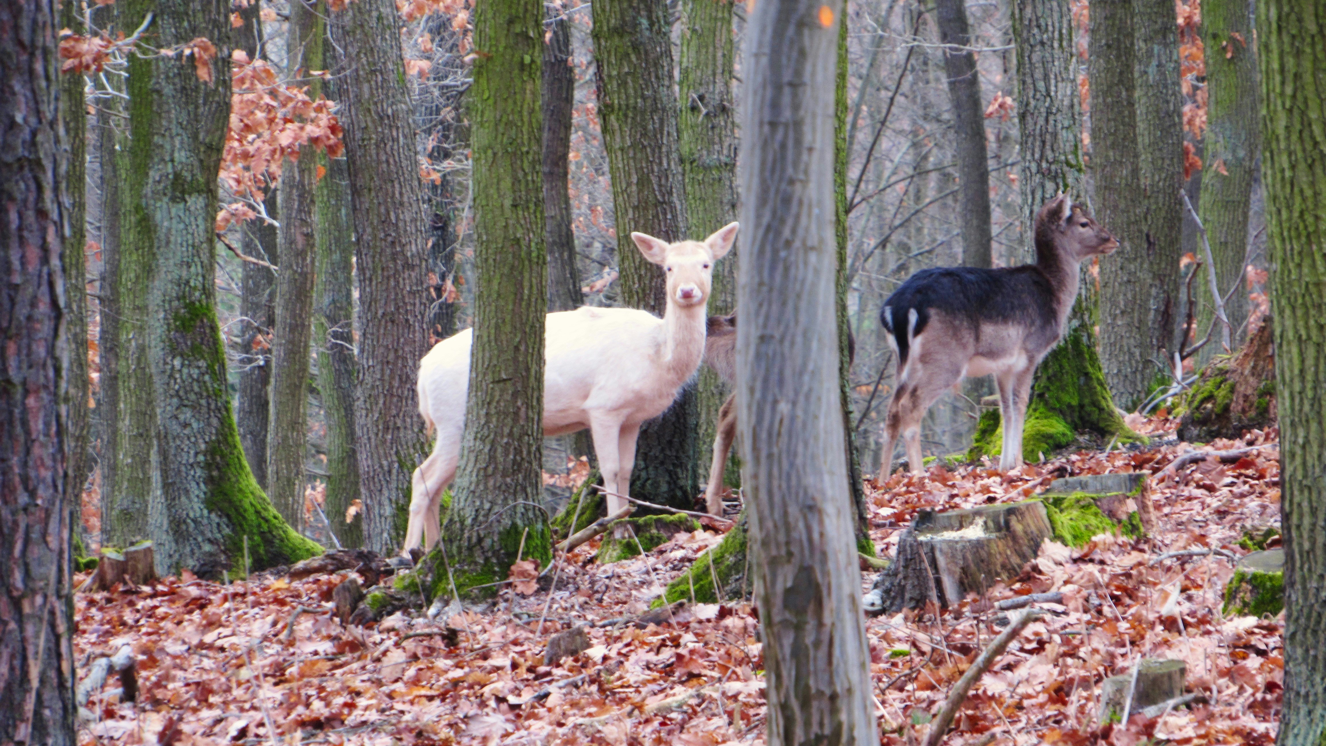 Forest Ballet: Deer Amidst Autumn Leaves