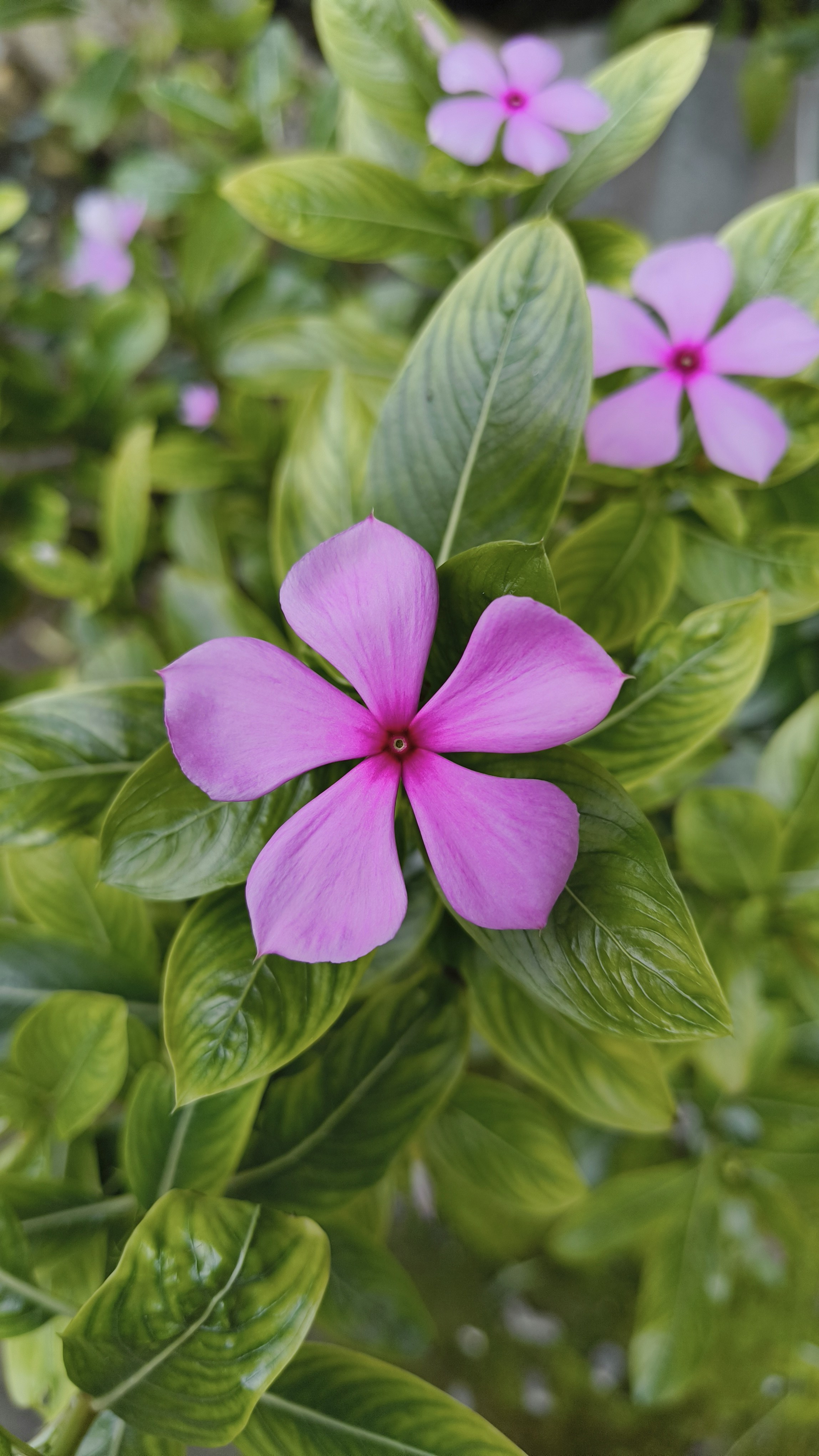 Pink flower with five petals amidst lush green leaves.