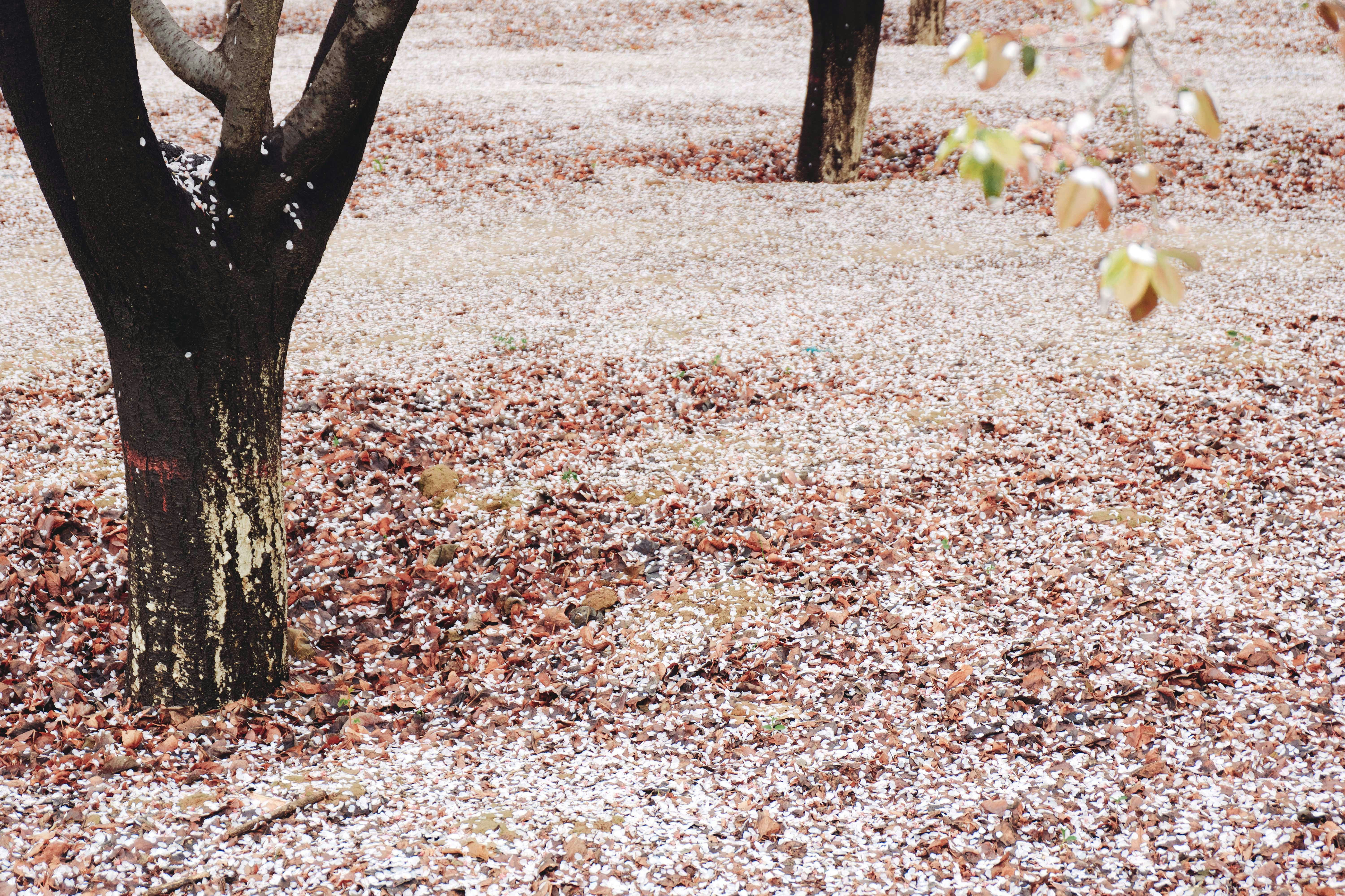 Whispers of Autumn's First Snow