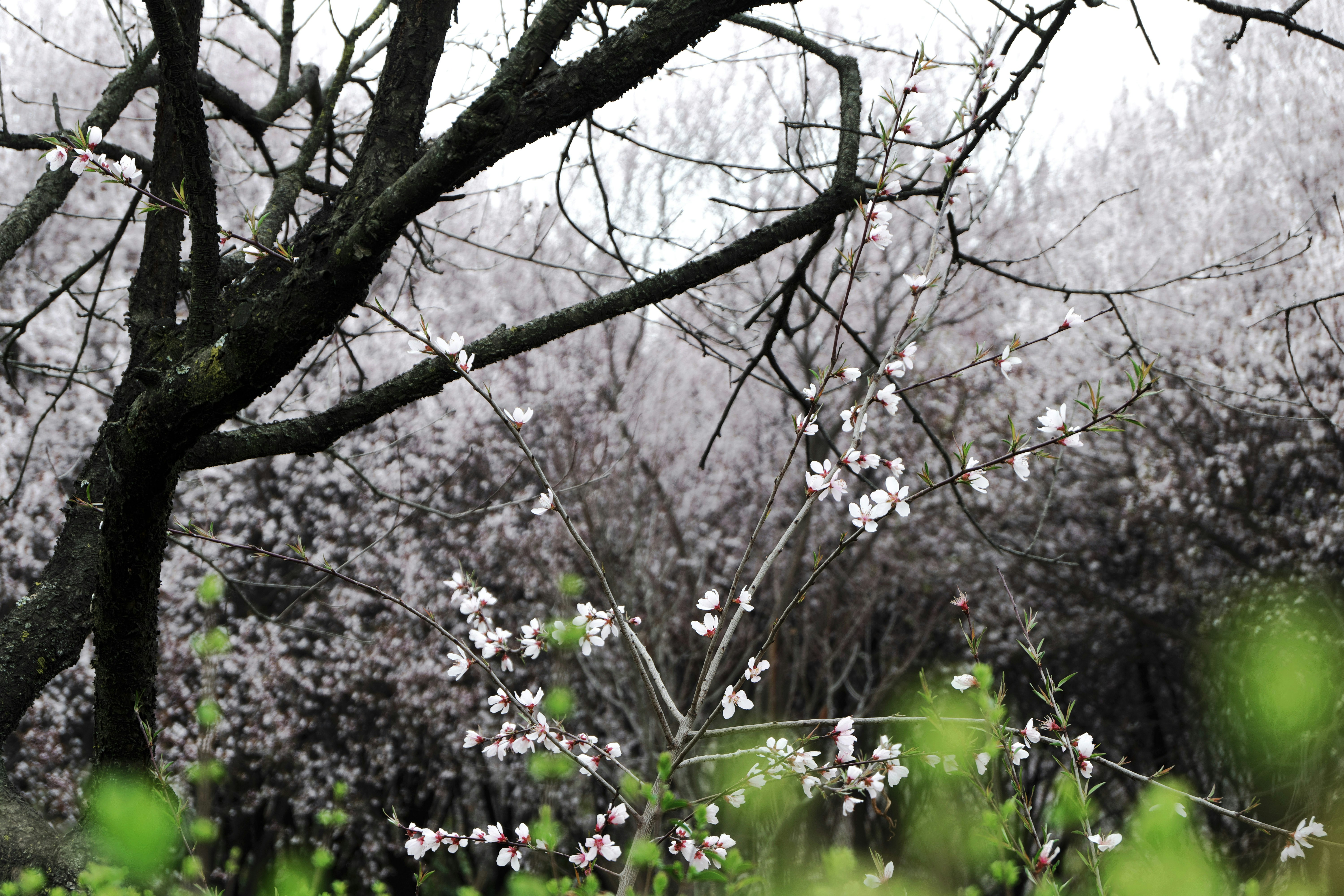 Whispers of Spring: Delicate Cherry Blossoms Framing a Silent Branch