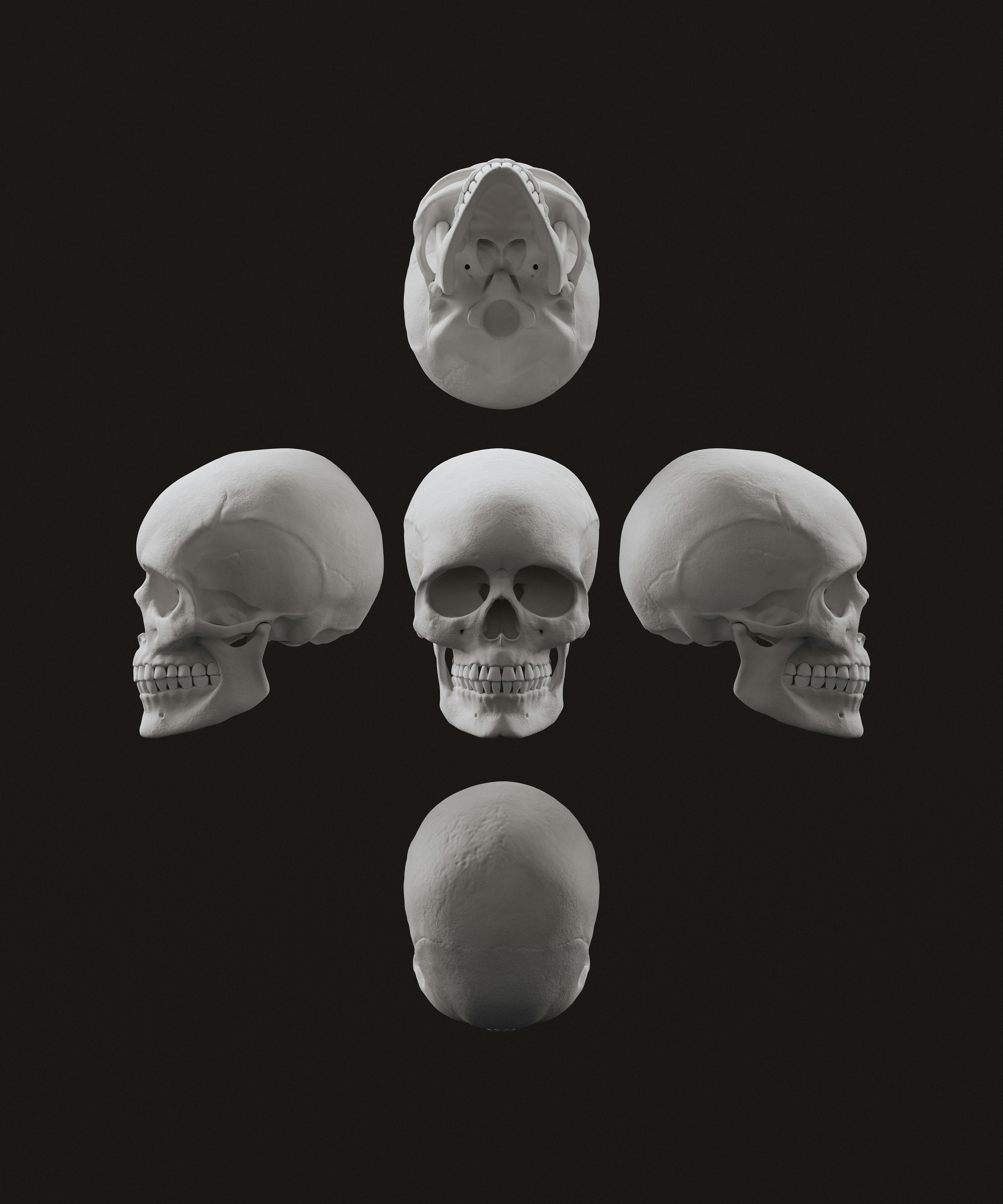 Different views of a human skull are shown. photo – Free Digital image ...