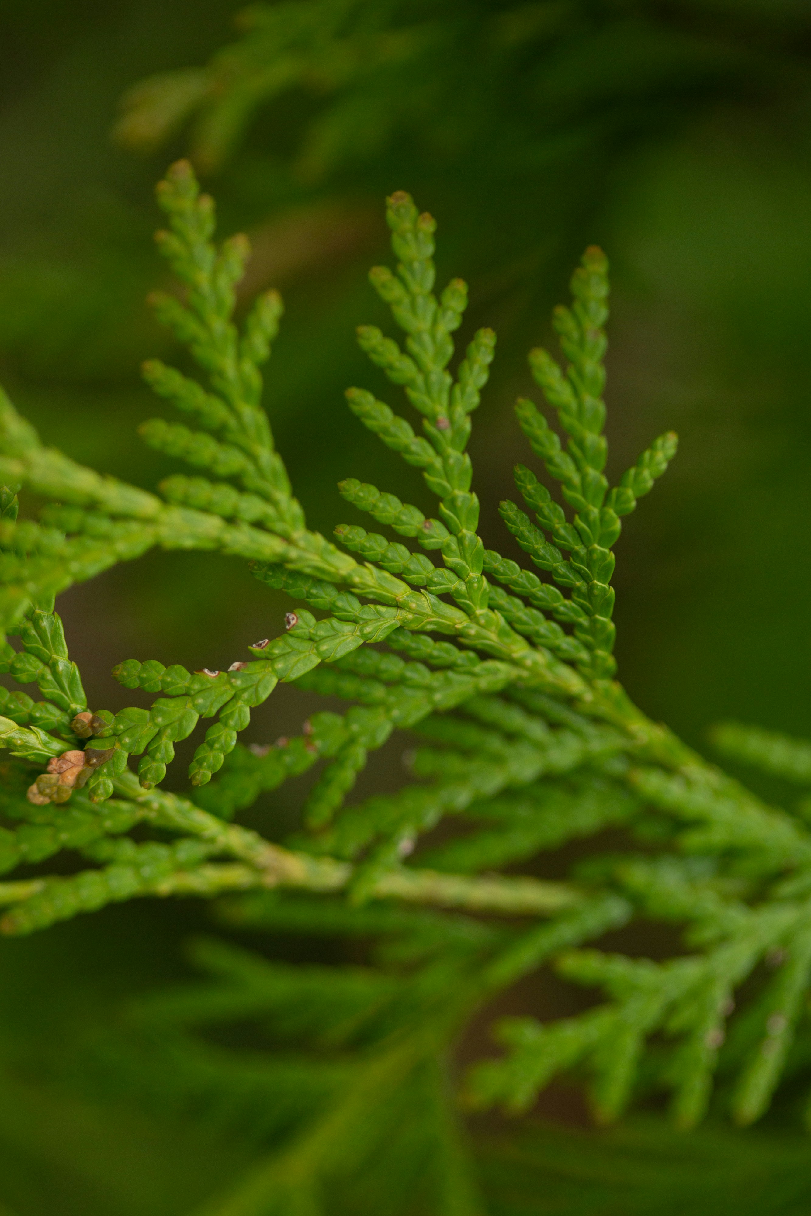 Here's a short caption for the image: green cedar leaves showcase ...