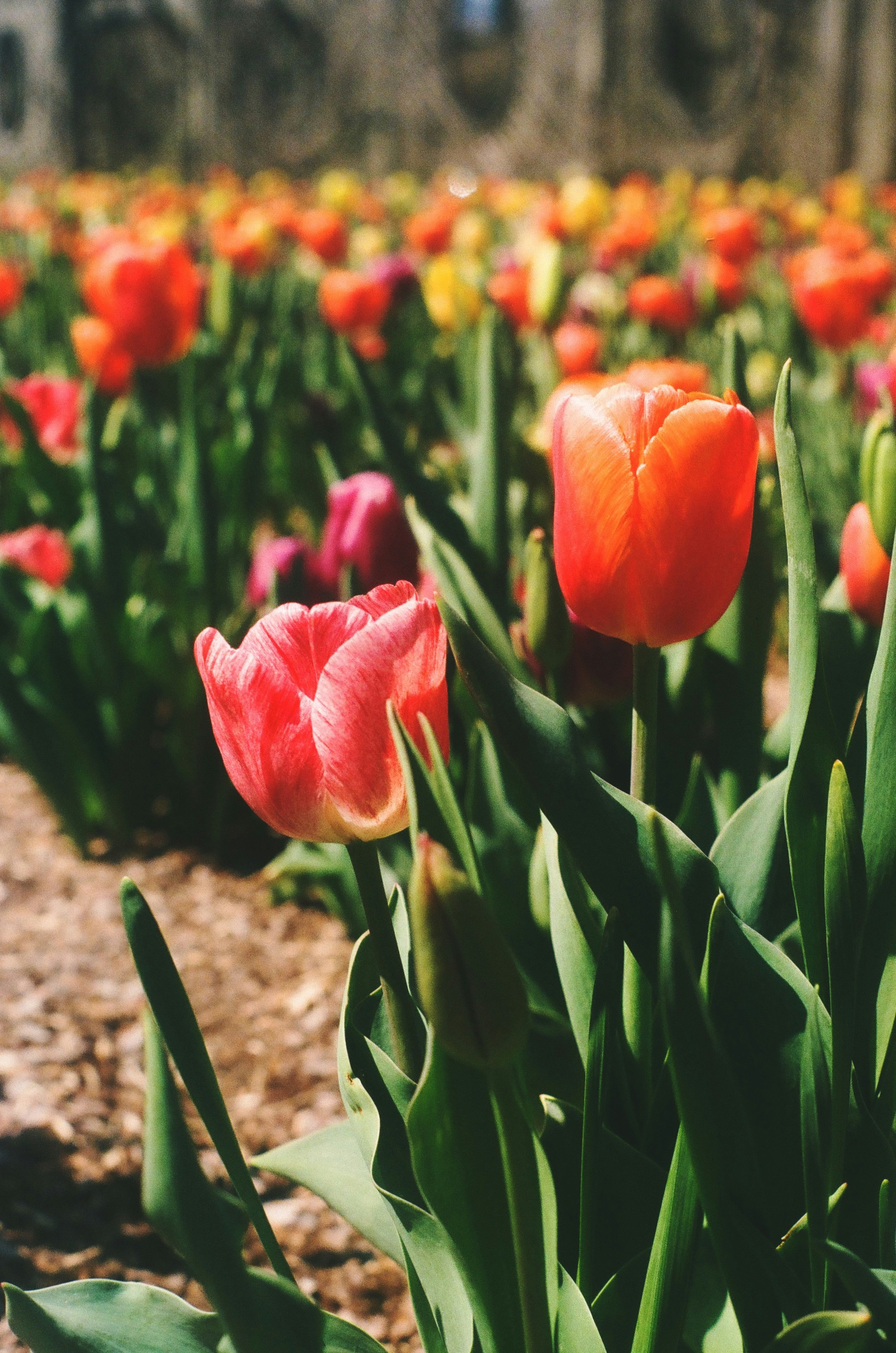 Vibrant tulips bloom in a beautiful, colorful garden. photo – Free ...