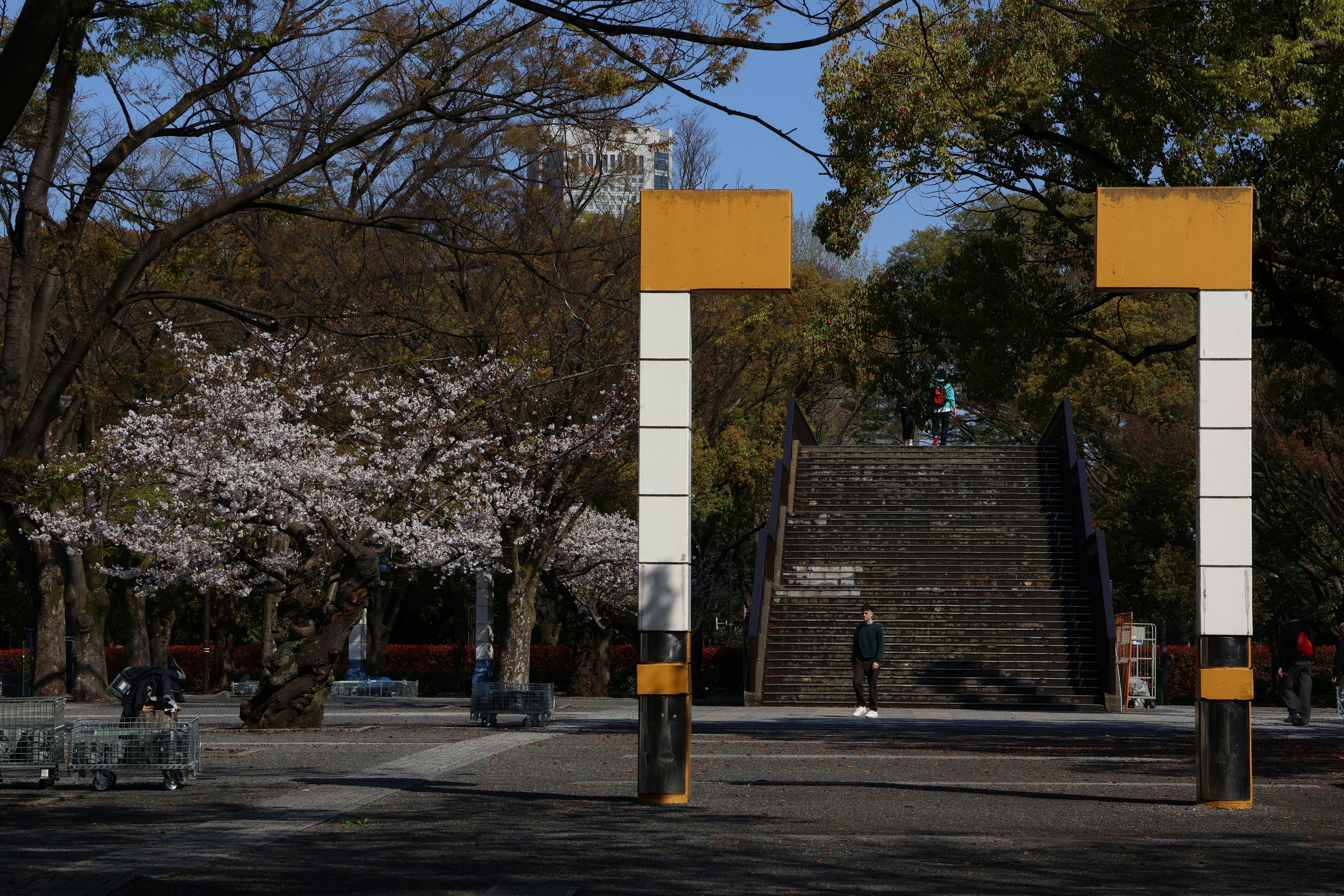 Park scene with cherry blossoms and interesting poles. photo – Free ...