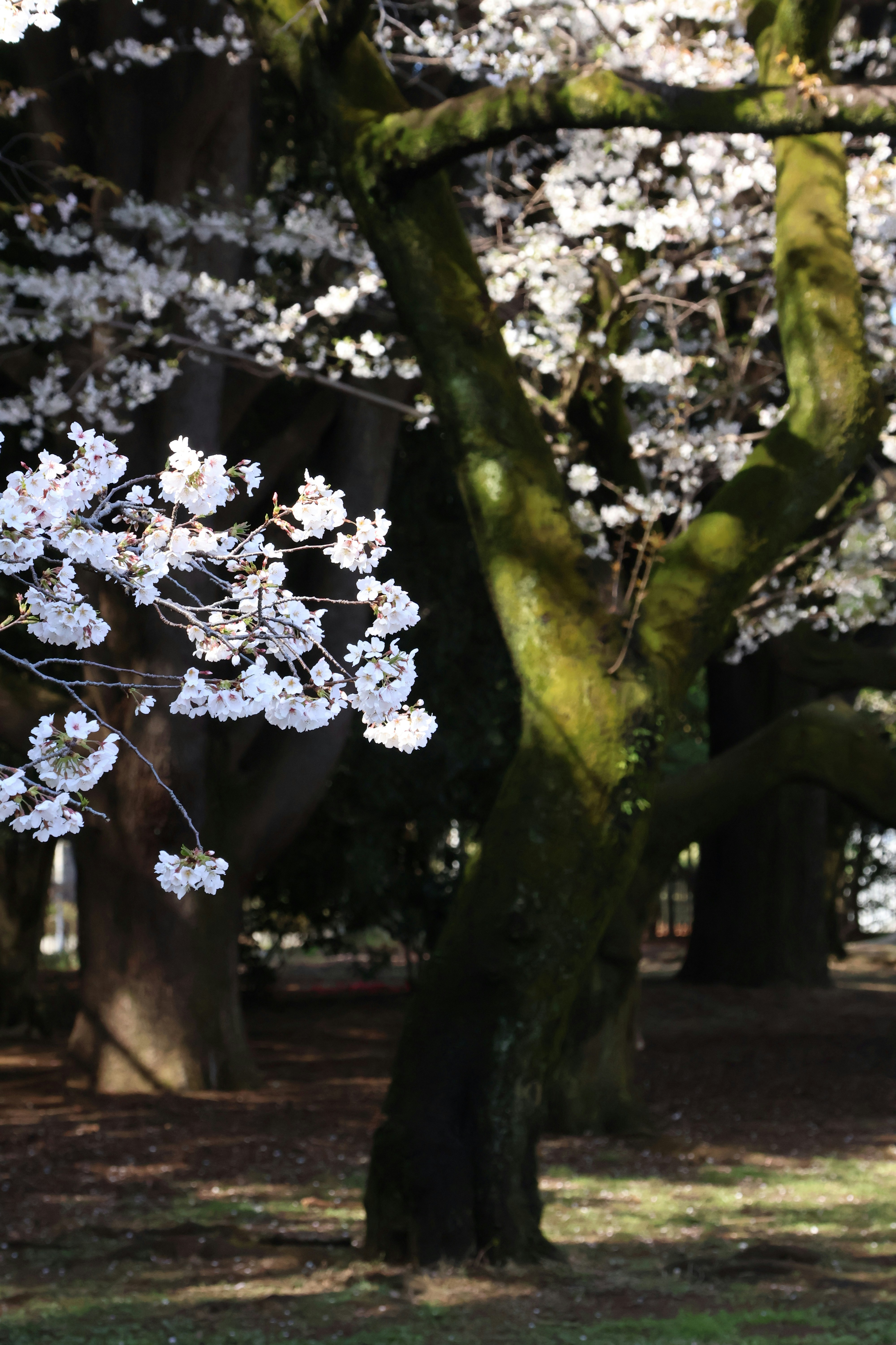 Cherry blossom trees blooming beautifully in the sun. photo – Free ...