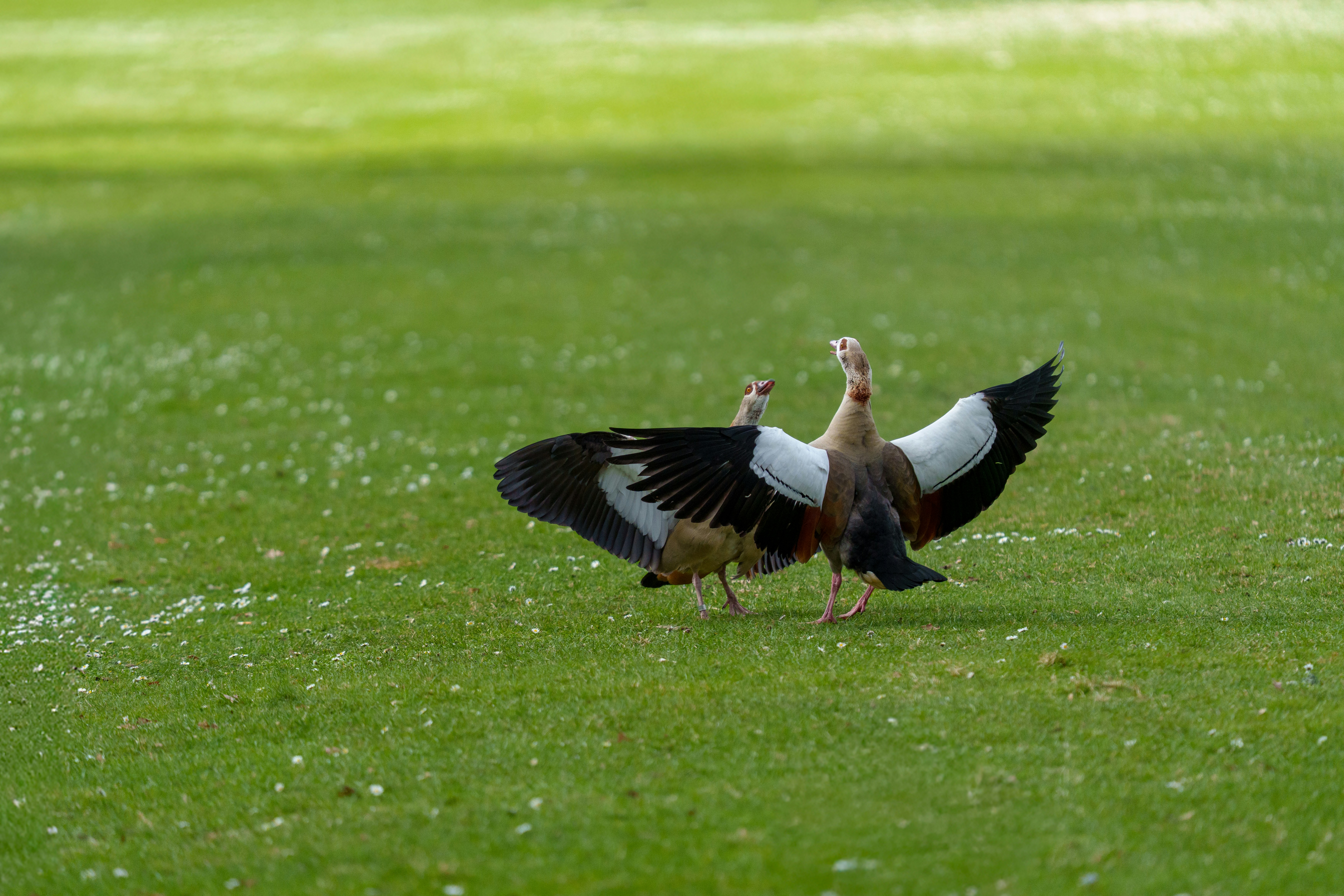 Two geese appear to be fighting on the grass. photo – Free Animal Image ...