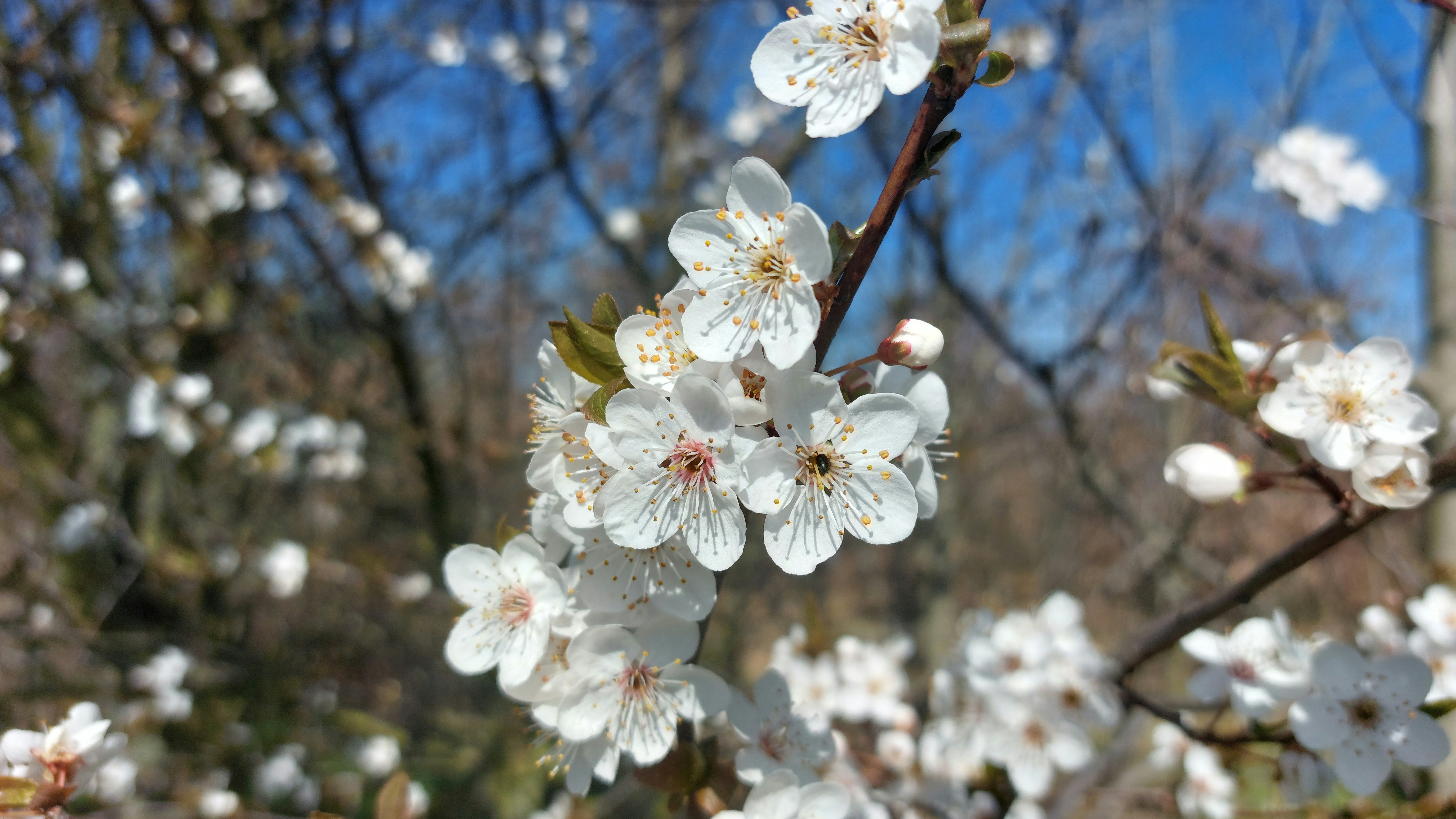 Snow-white blossoms against a cobalt spring sky
