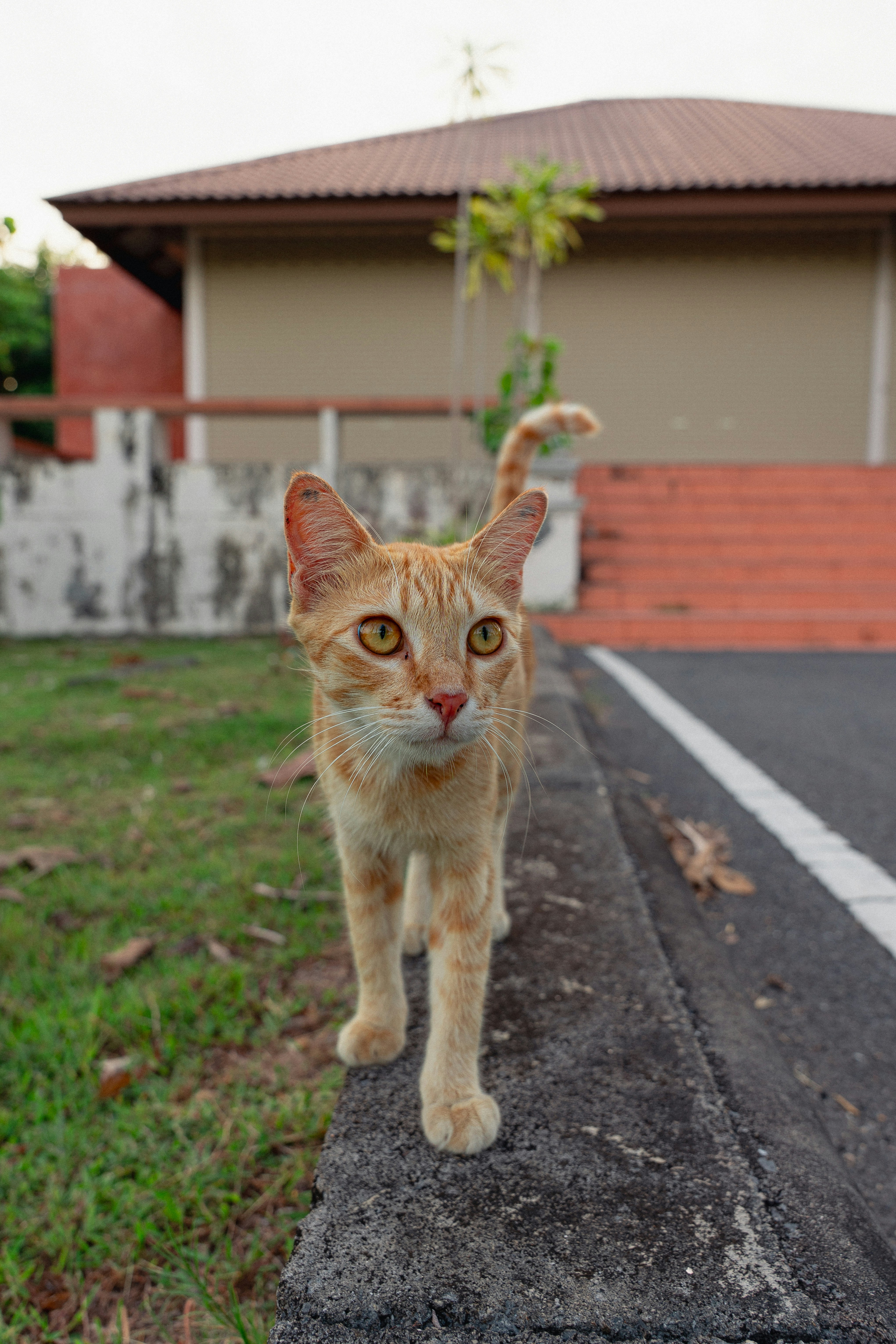 Orange tabby cat with alert eyes walking along a curb in a residential area.