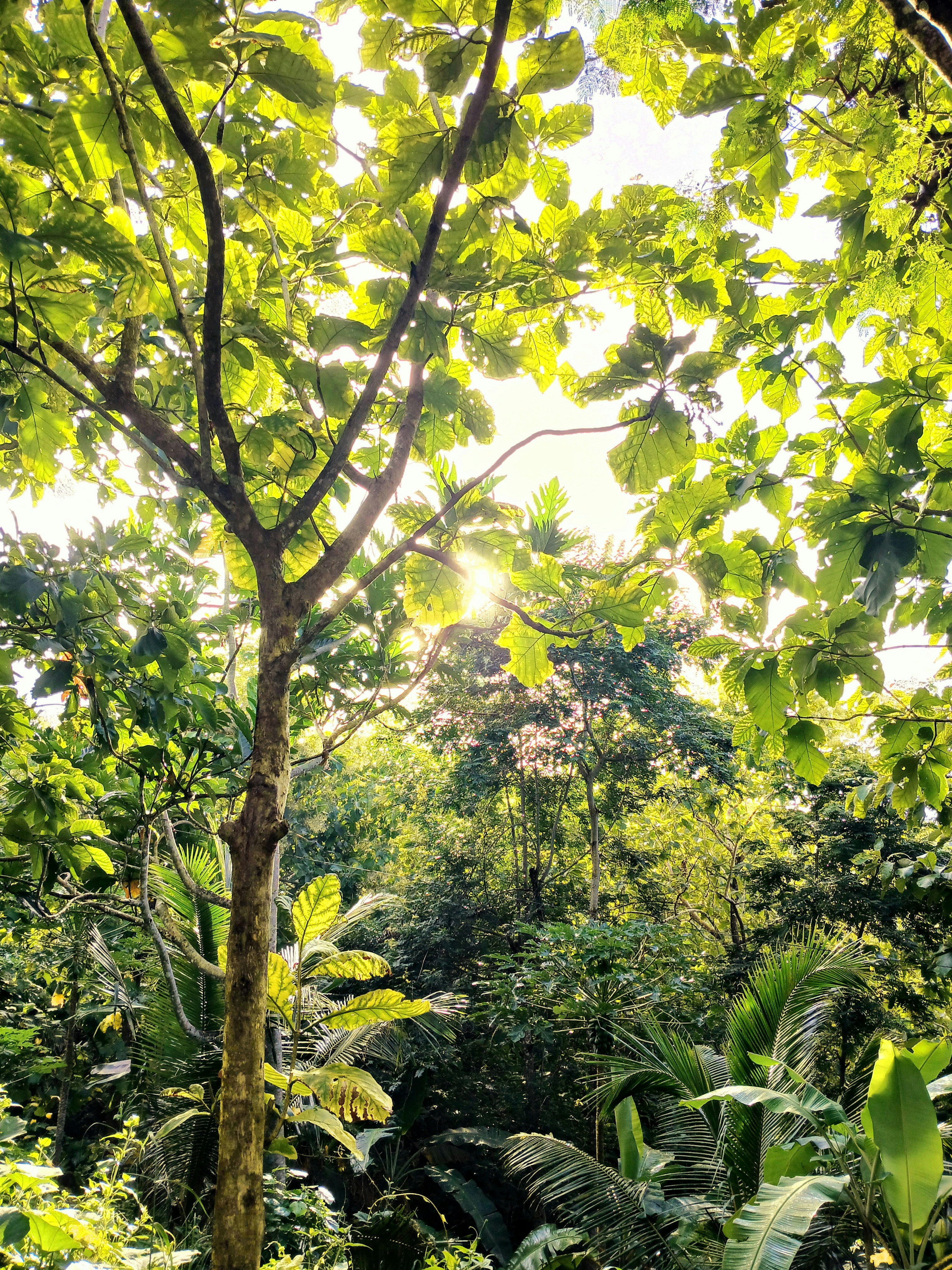 Sunlight filters through lush green foliage in a tropical forest, casting intricate shadows on the undergrowth.