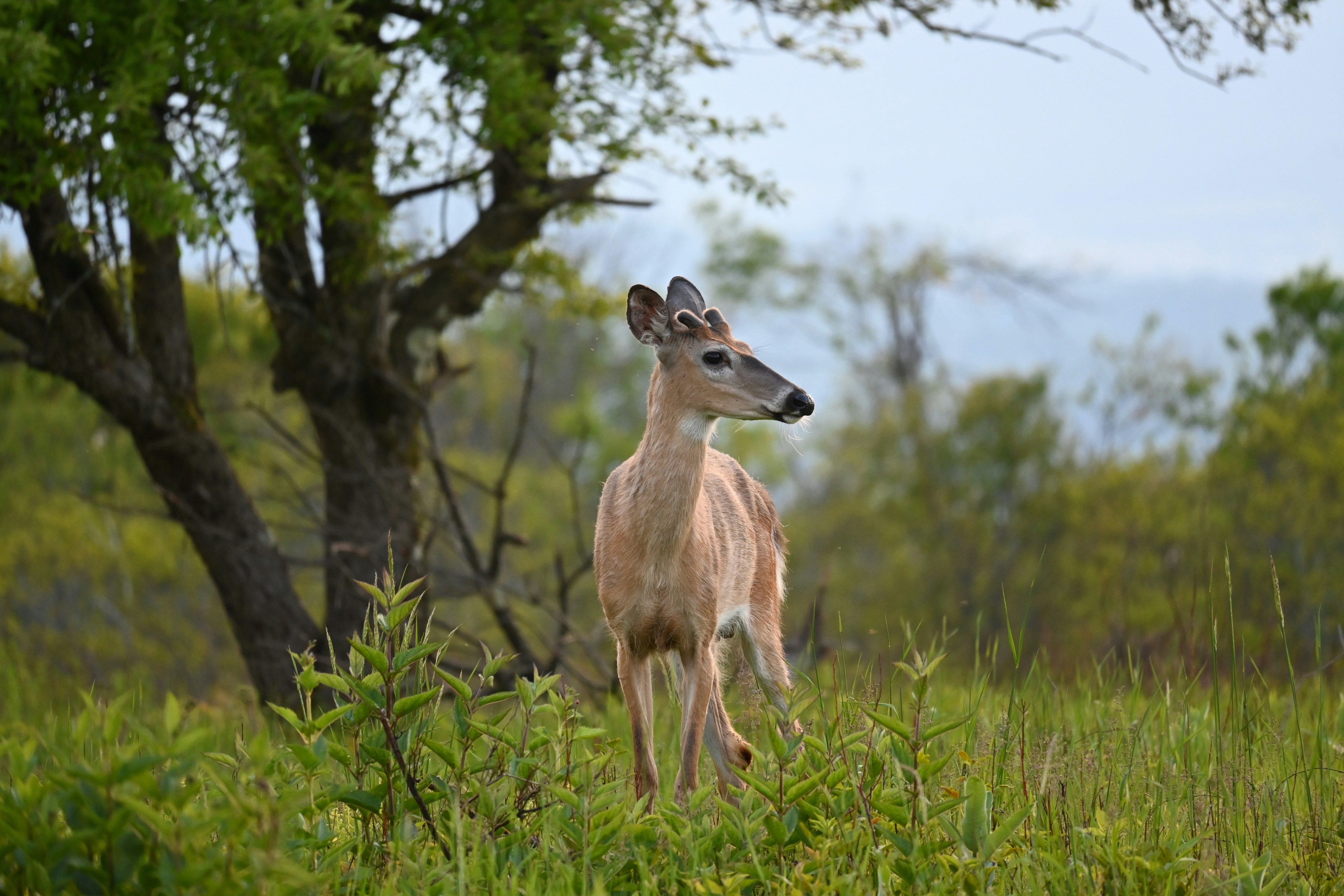 Graceful Gaze: Deer Amidst Meadow Greenery