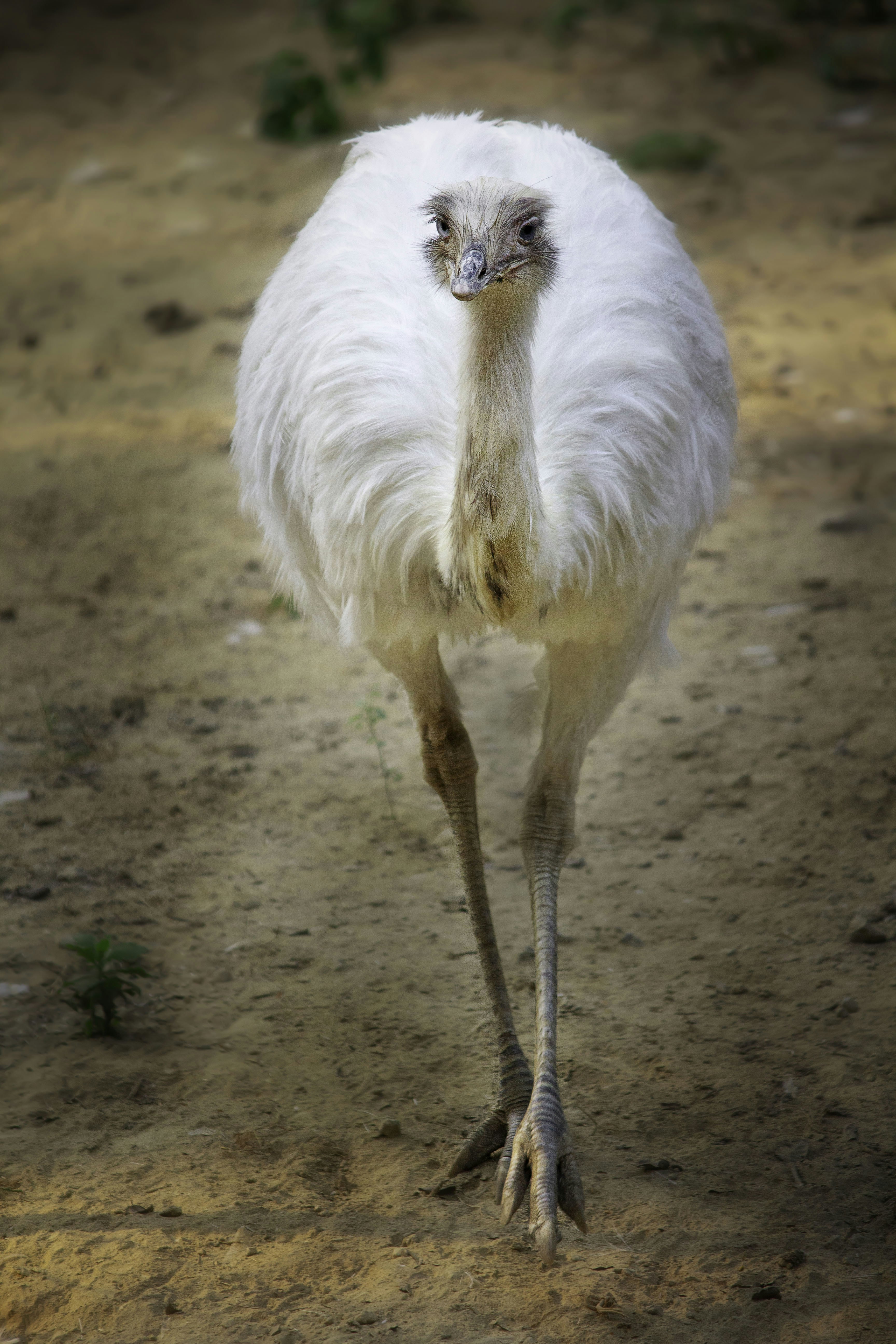 A white rhea strides forward. photo – Free Animal Image on Unsplash