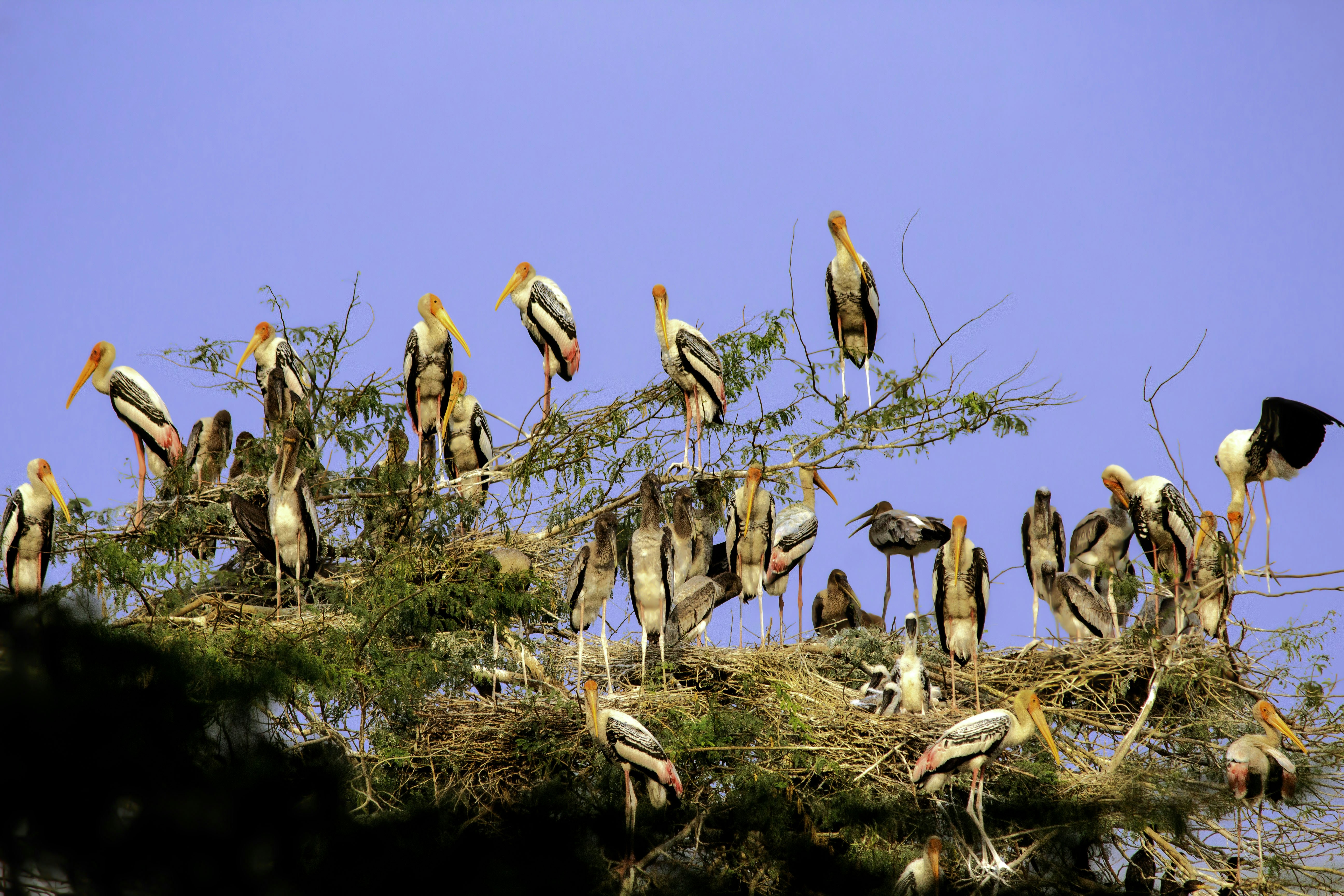 Vantage of a Rookery: Stretched Branches of Pelican Perch