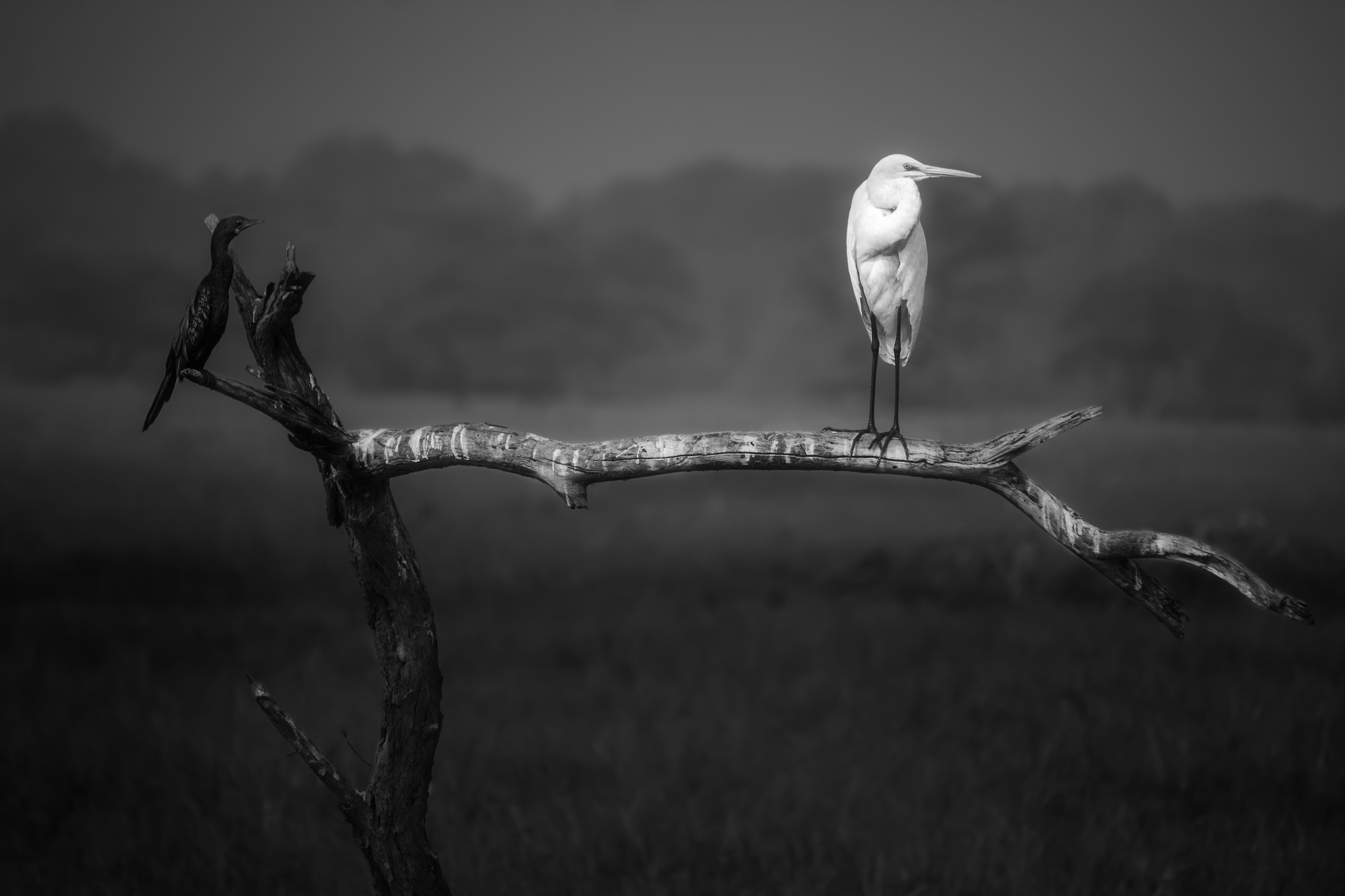 Egret on a Weathered Branch: Quiet Sentinel of the Marsh