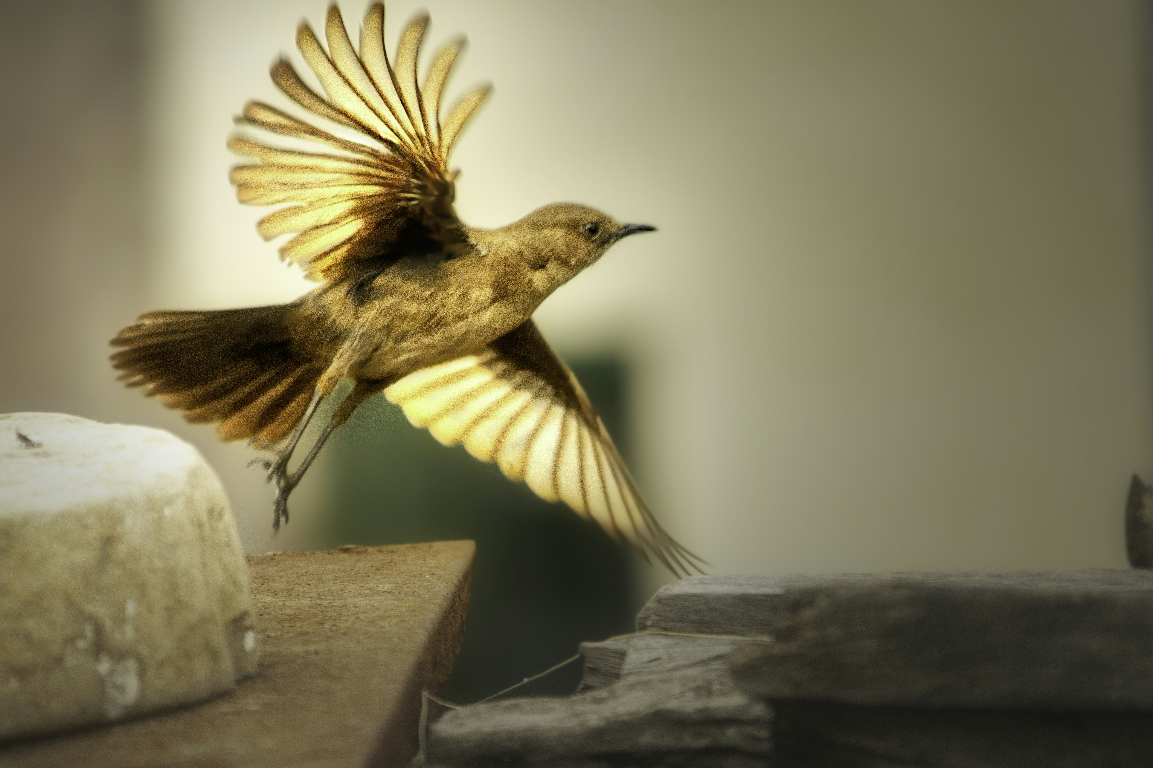 A bird takes flight. photo – Free Animal Image on Unsplash