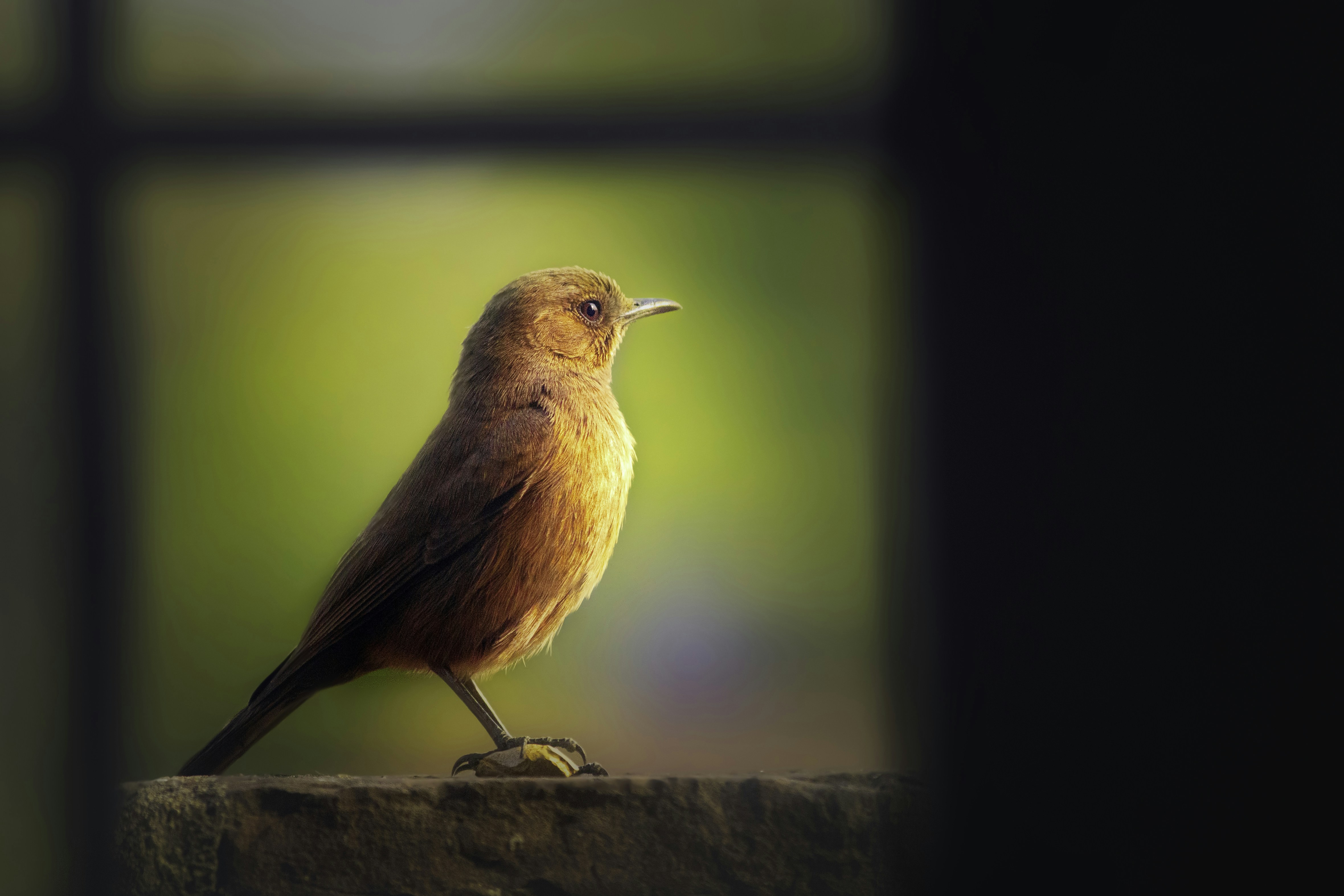 Crimson Robin on a Mossy Ledge, Framed by Shadowed Rails