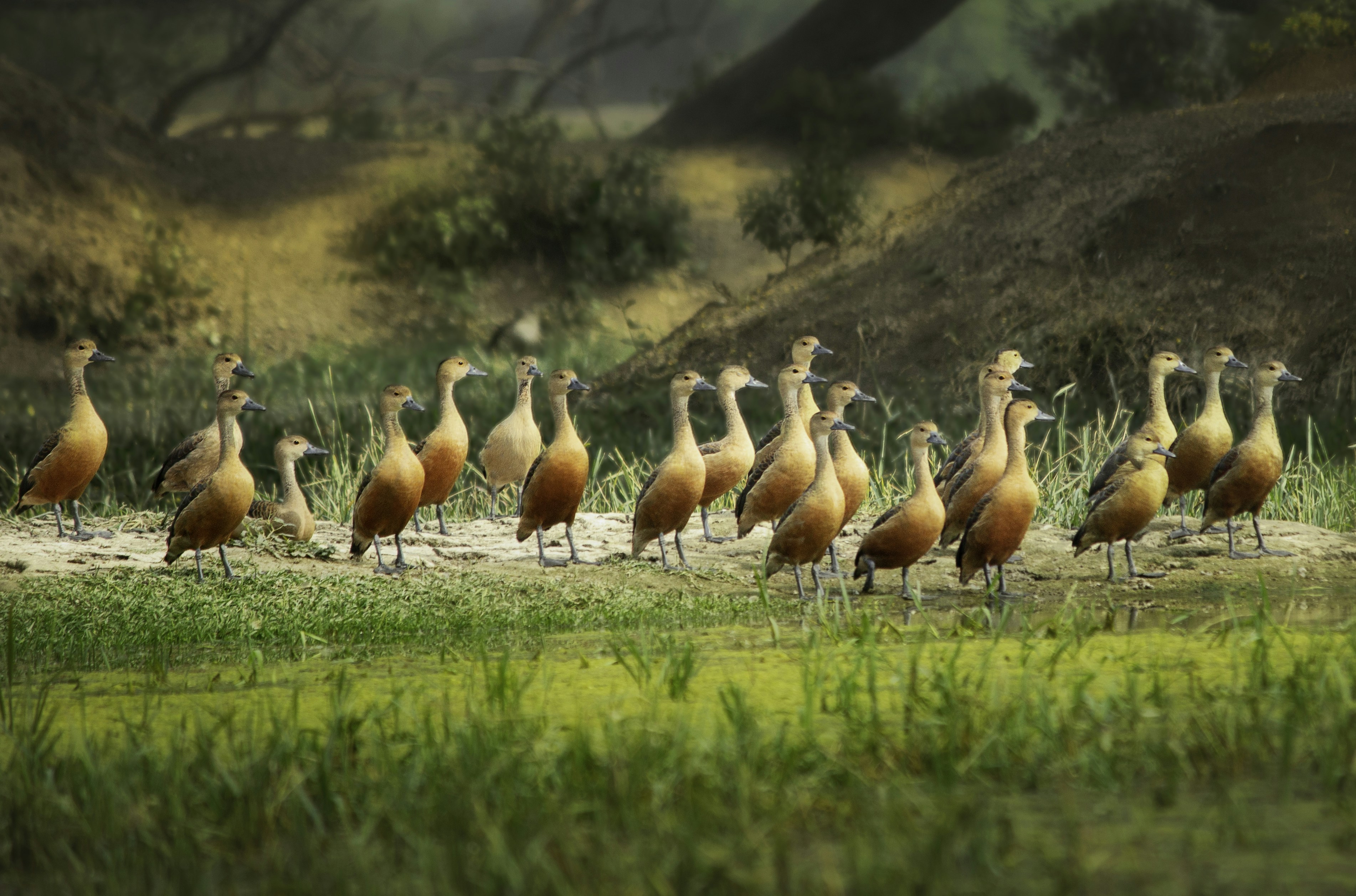 Roost of Amber Hued Ibis-like Waterfowl Crossing a Sunlit Wetland