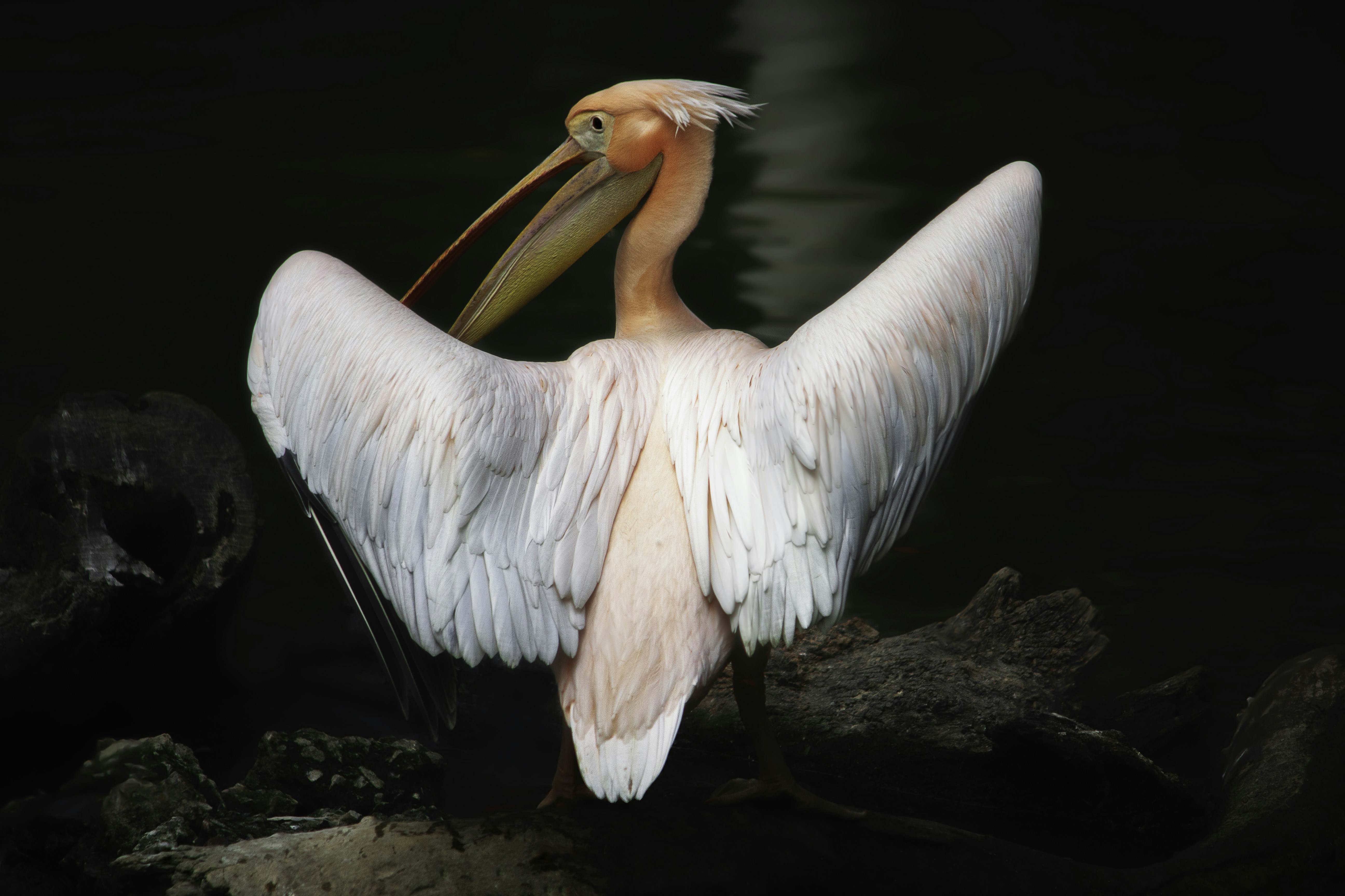A pelican displays its majestic wings. photo – Free Animal Image on ...