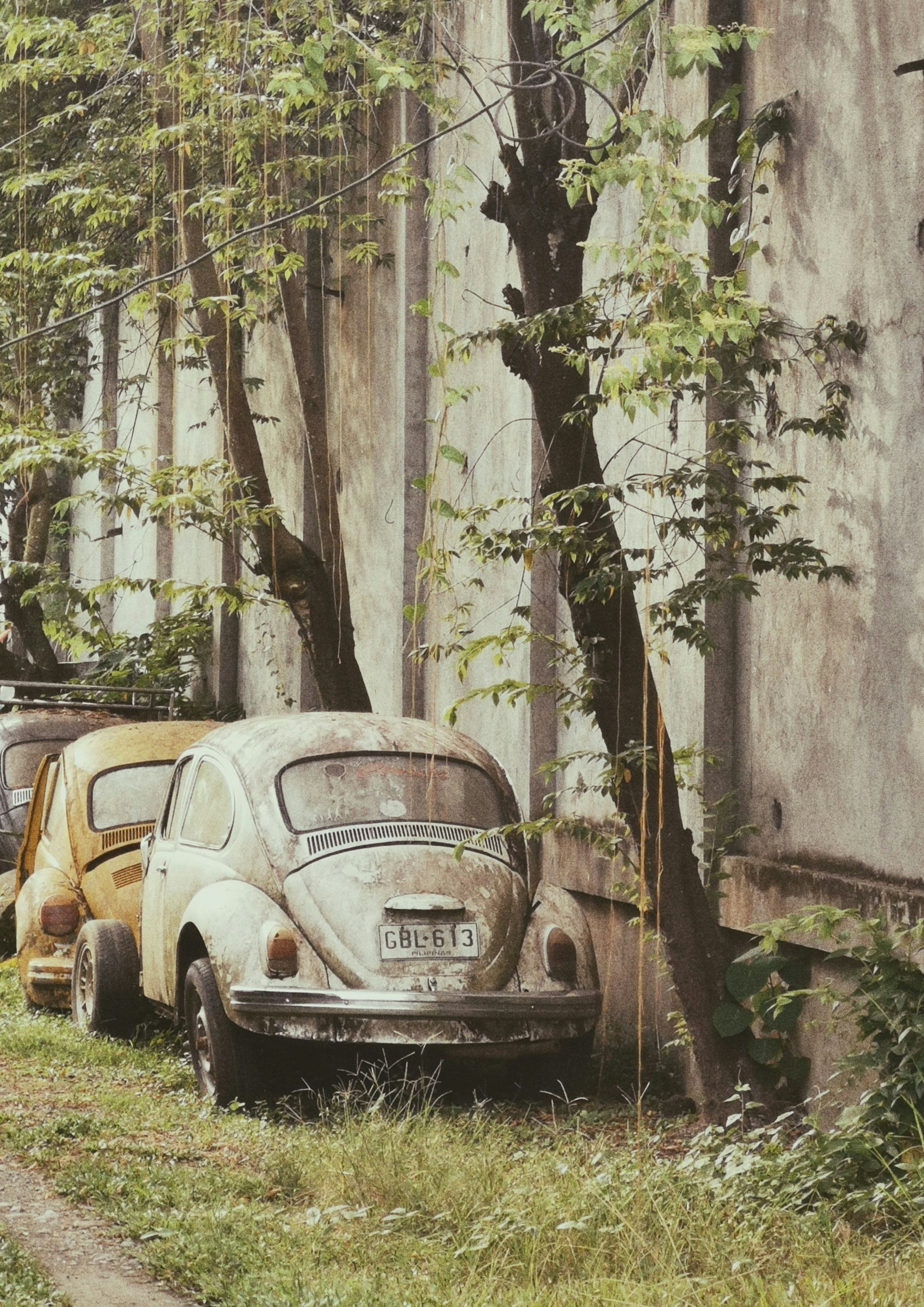 Two weathered classic cars parked beside an overgrown wall, partially covered by trailing vines.