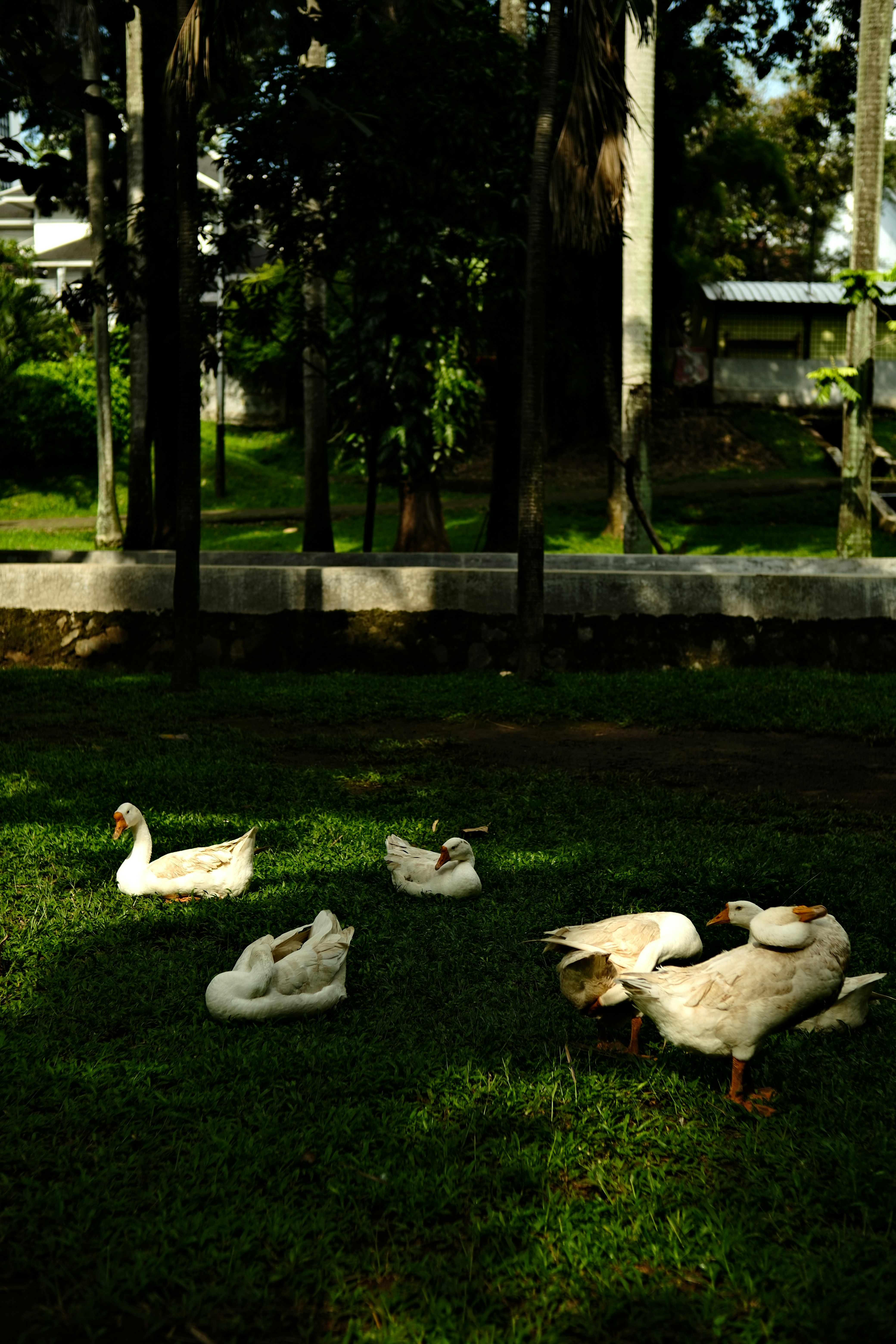 Geese are resting on green grass in the sun. photo – Free Forest Image on Unsplash