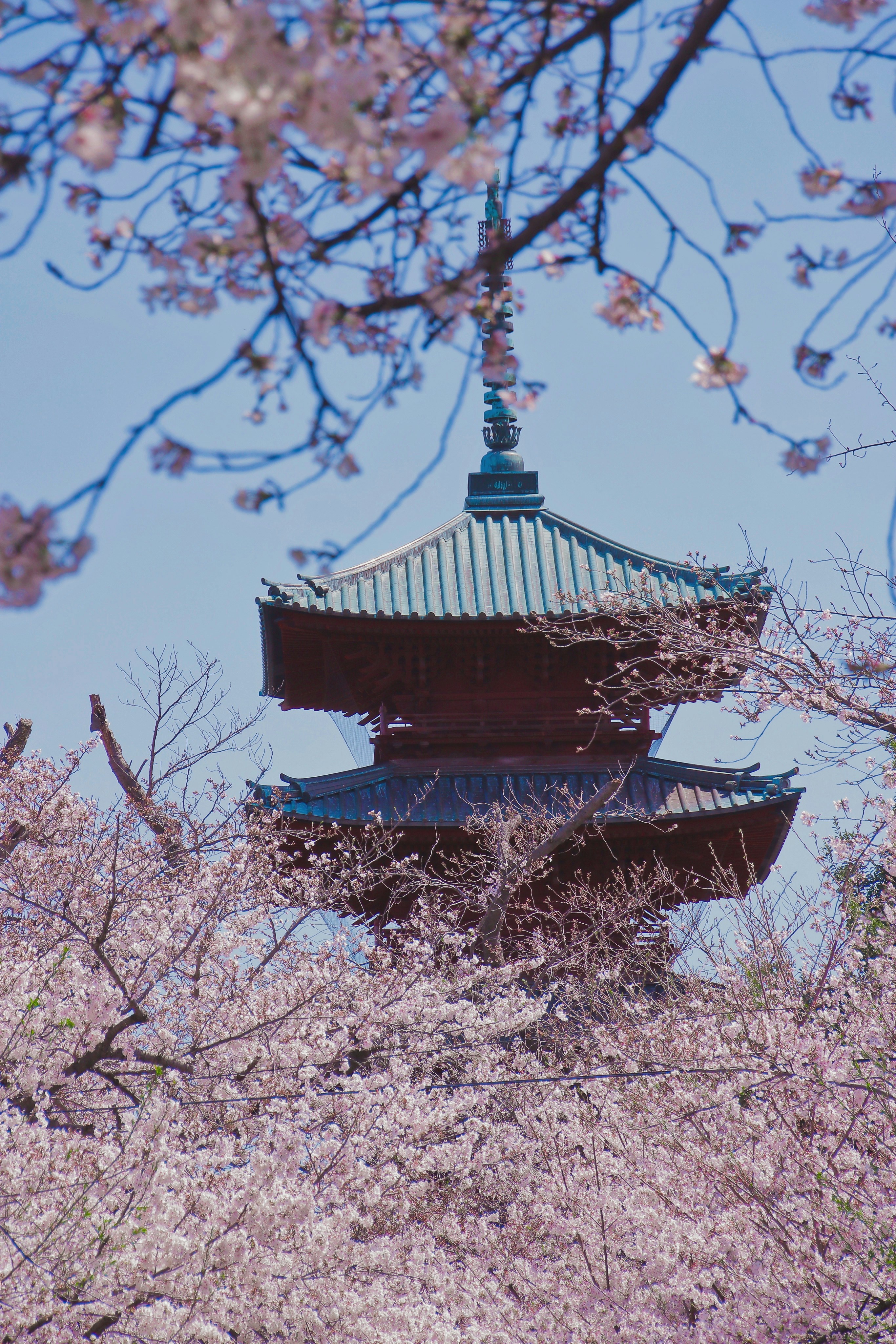 Traditional pagoda framed by blooming cherry blossoms under a clear blue sky.