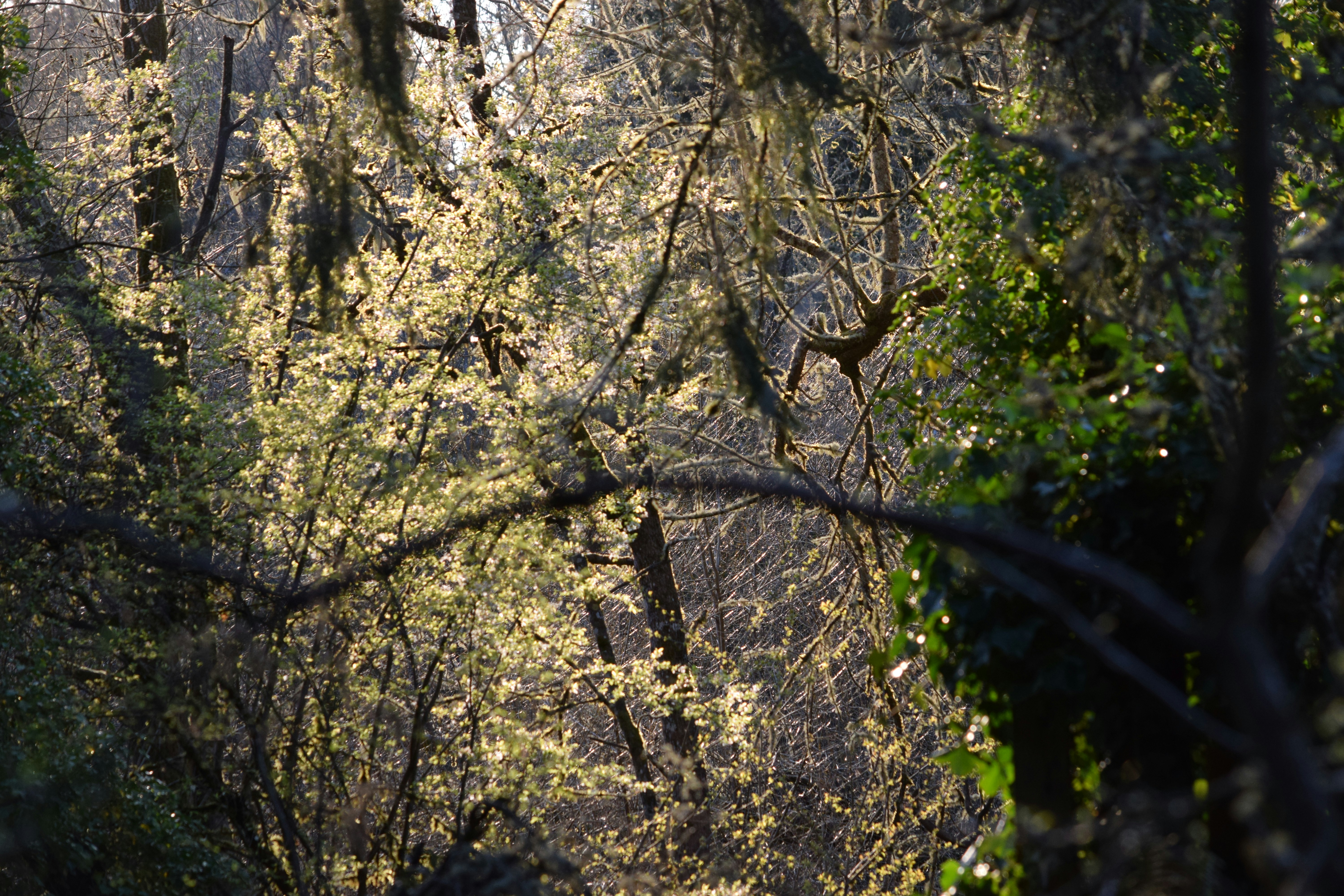 Sunlight filters through dense forest foliage, highlighting the intricate patterns of leaves and branches.