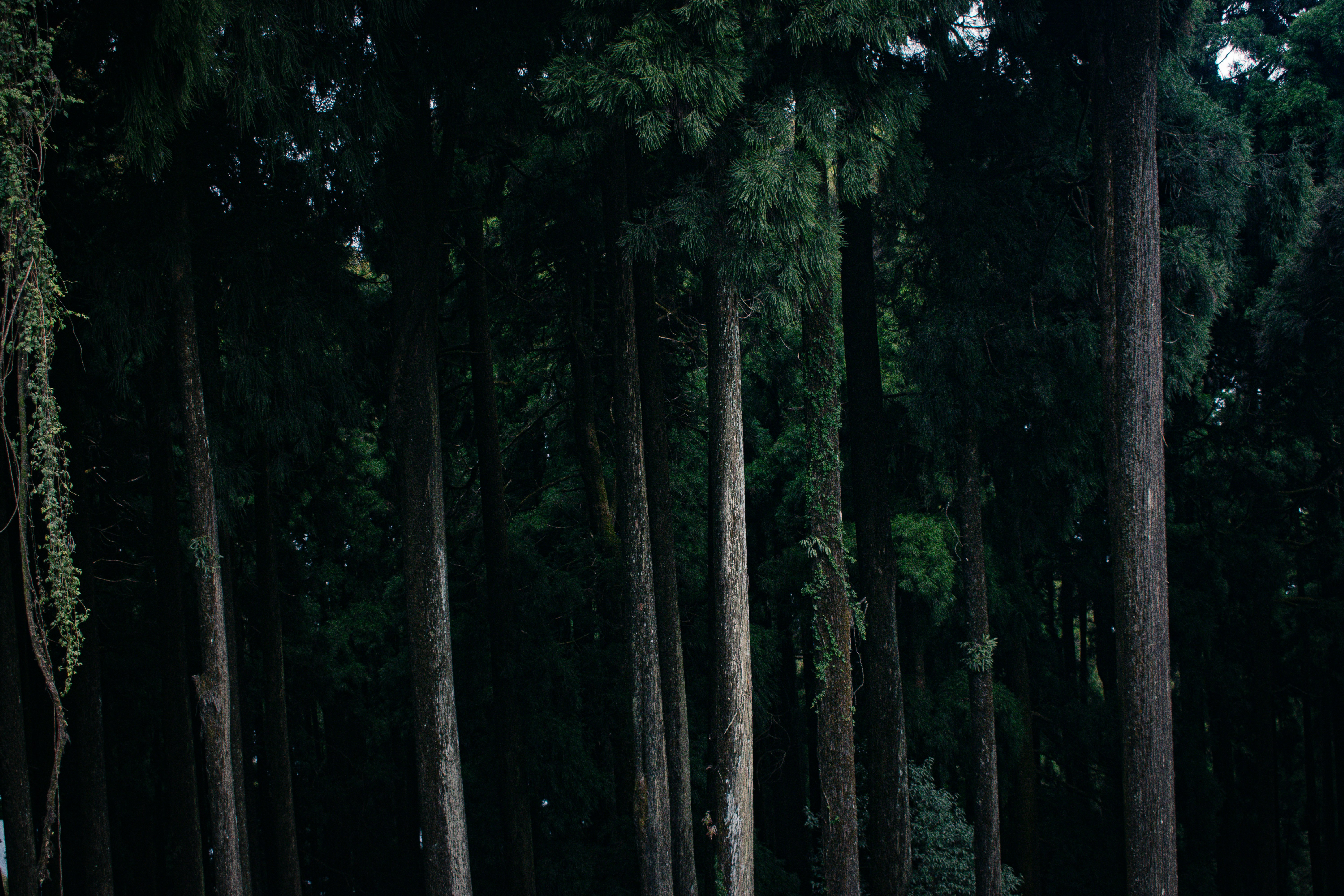 Tall, dark trees stand closely together in a forest. photo – Free ...