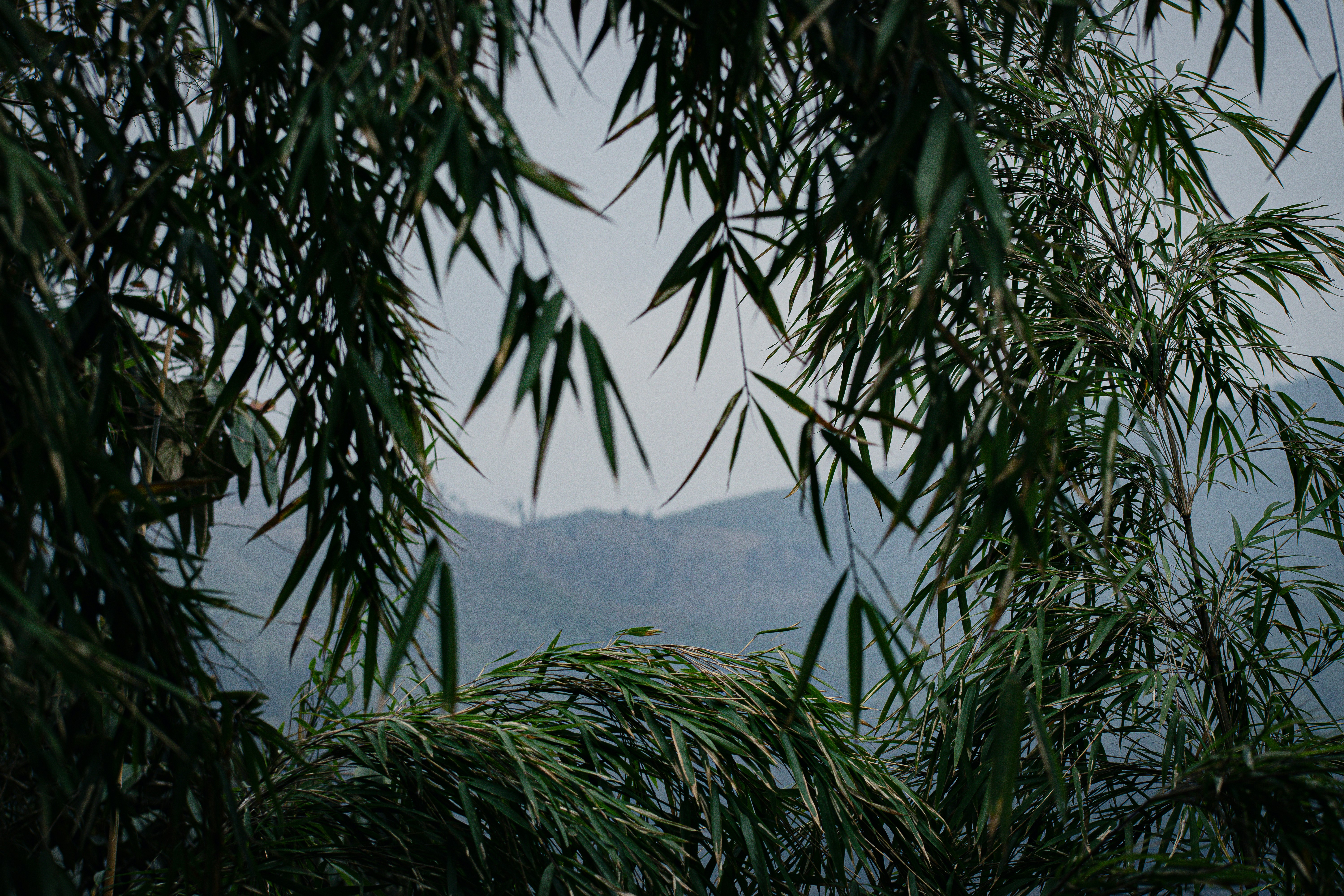 Bamboo leaves create a natural frame around distant mist-covered hills.