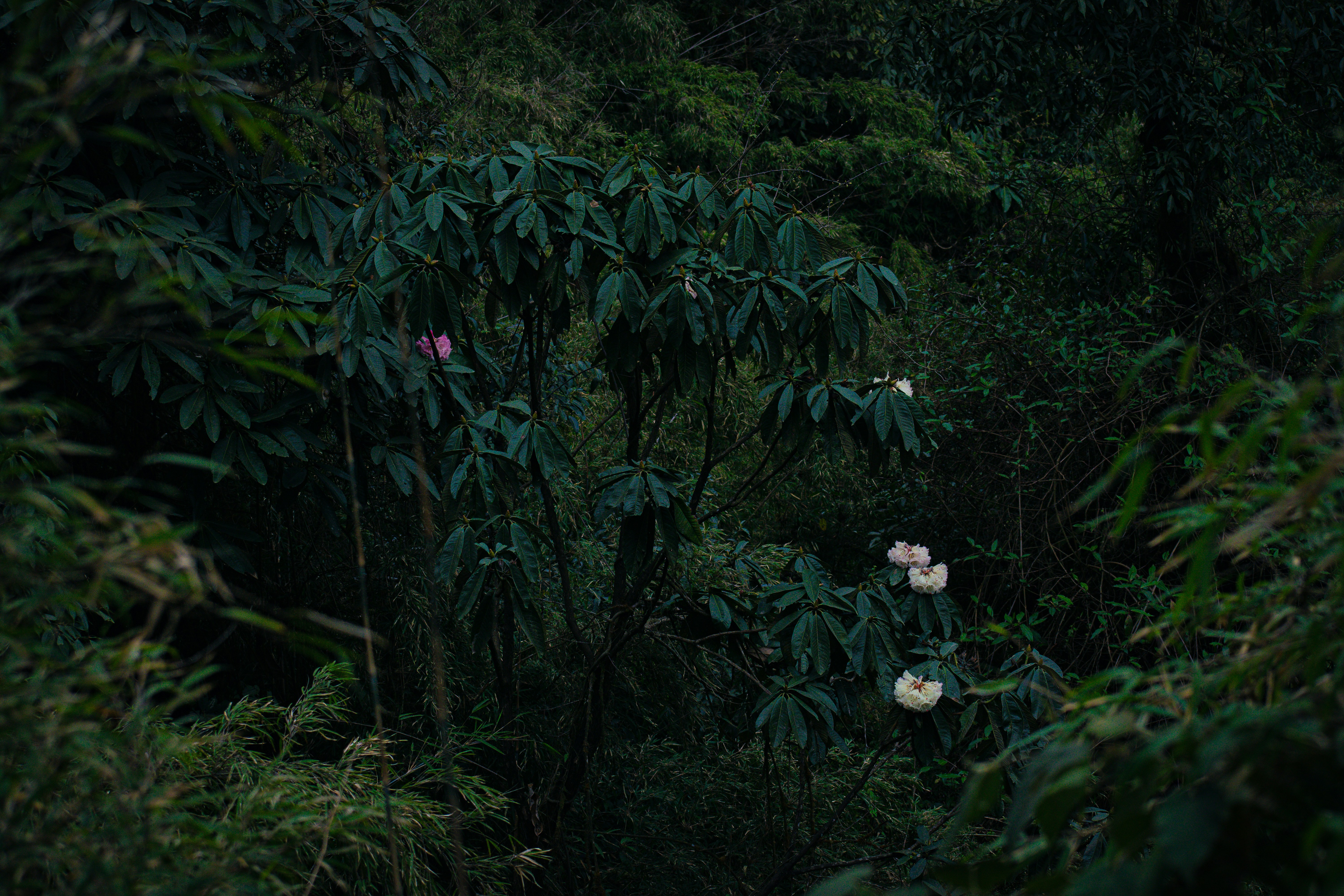Moonlit Blooms in a Shadowed Copse