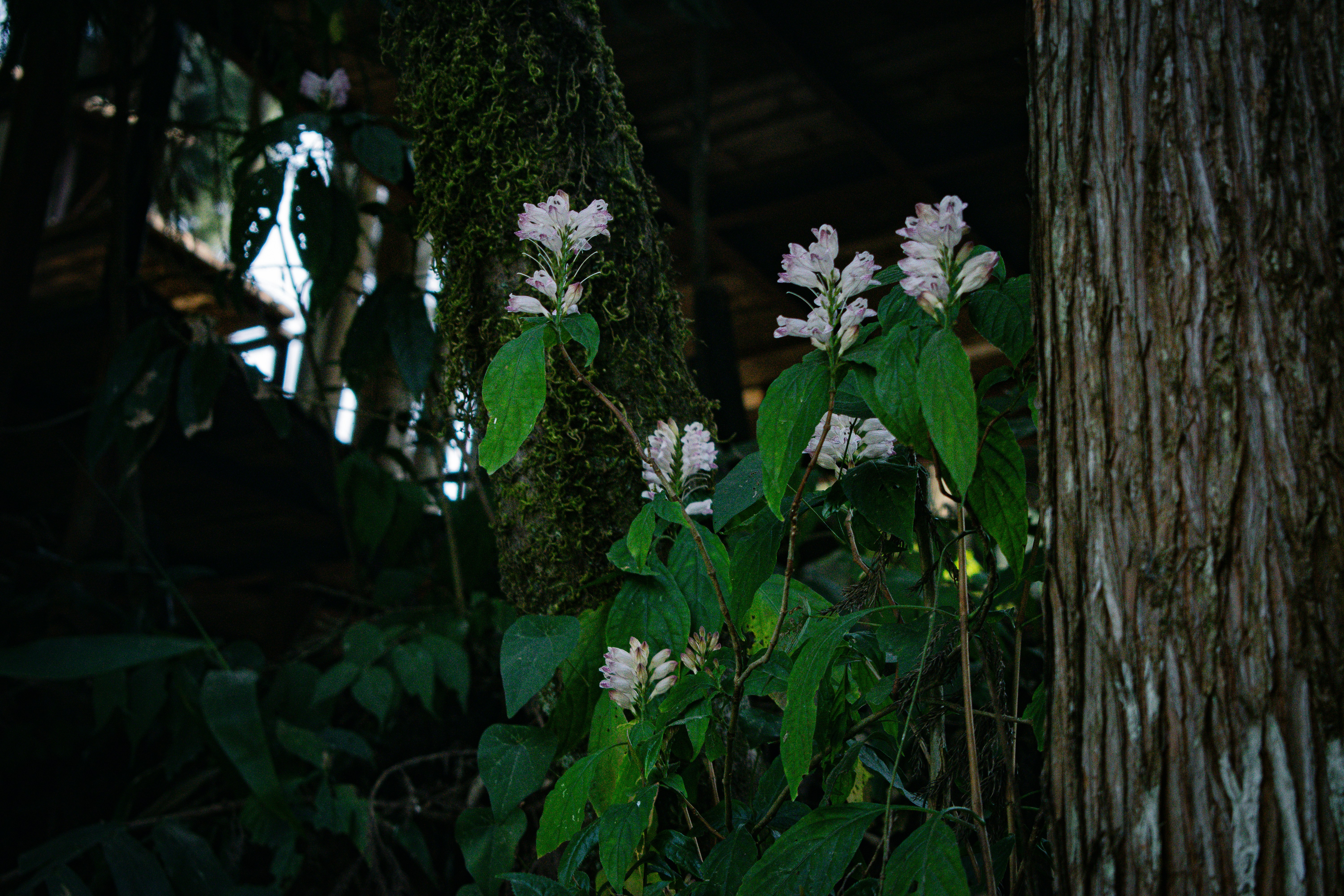 White flowers.