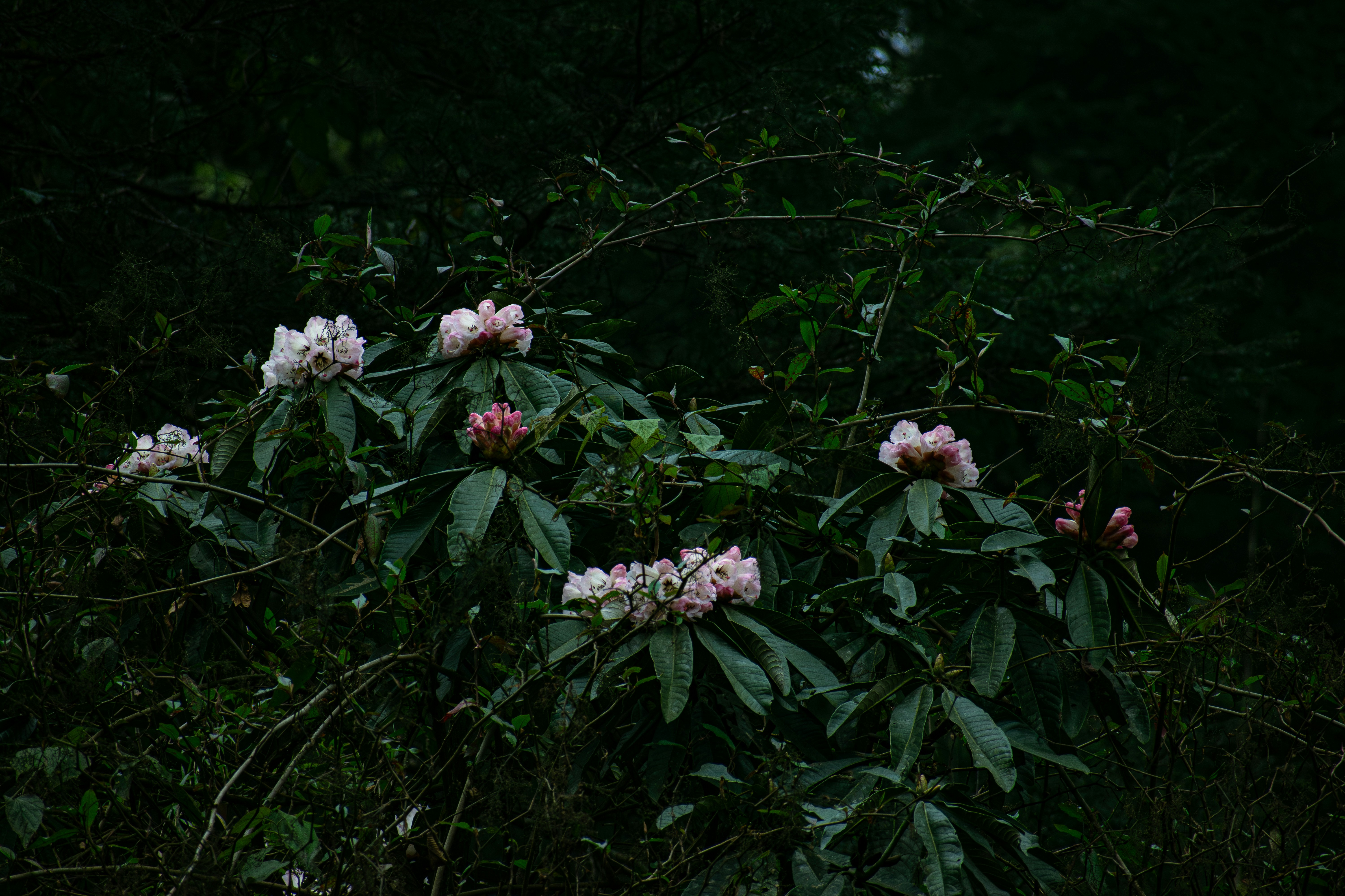 Nocturnal Rhododendrons: Pink Clusters in the Shadowed Thicket
