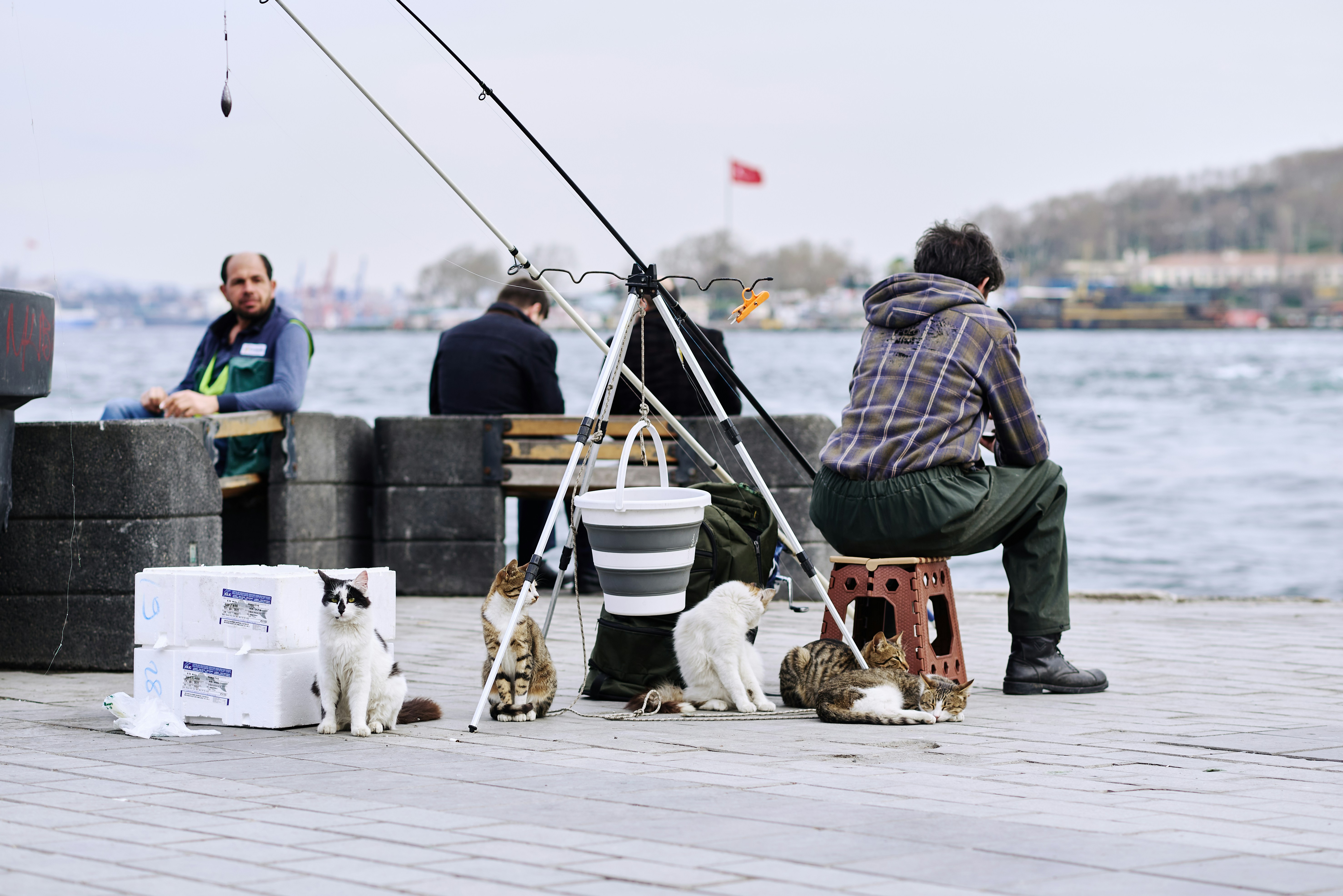 Harborside Tranquility: Fishermen and Feline Companions
