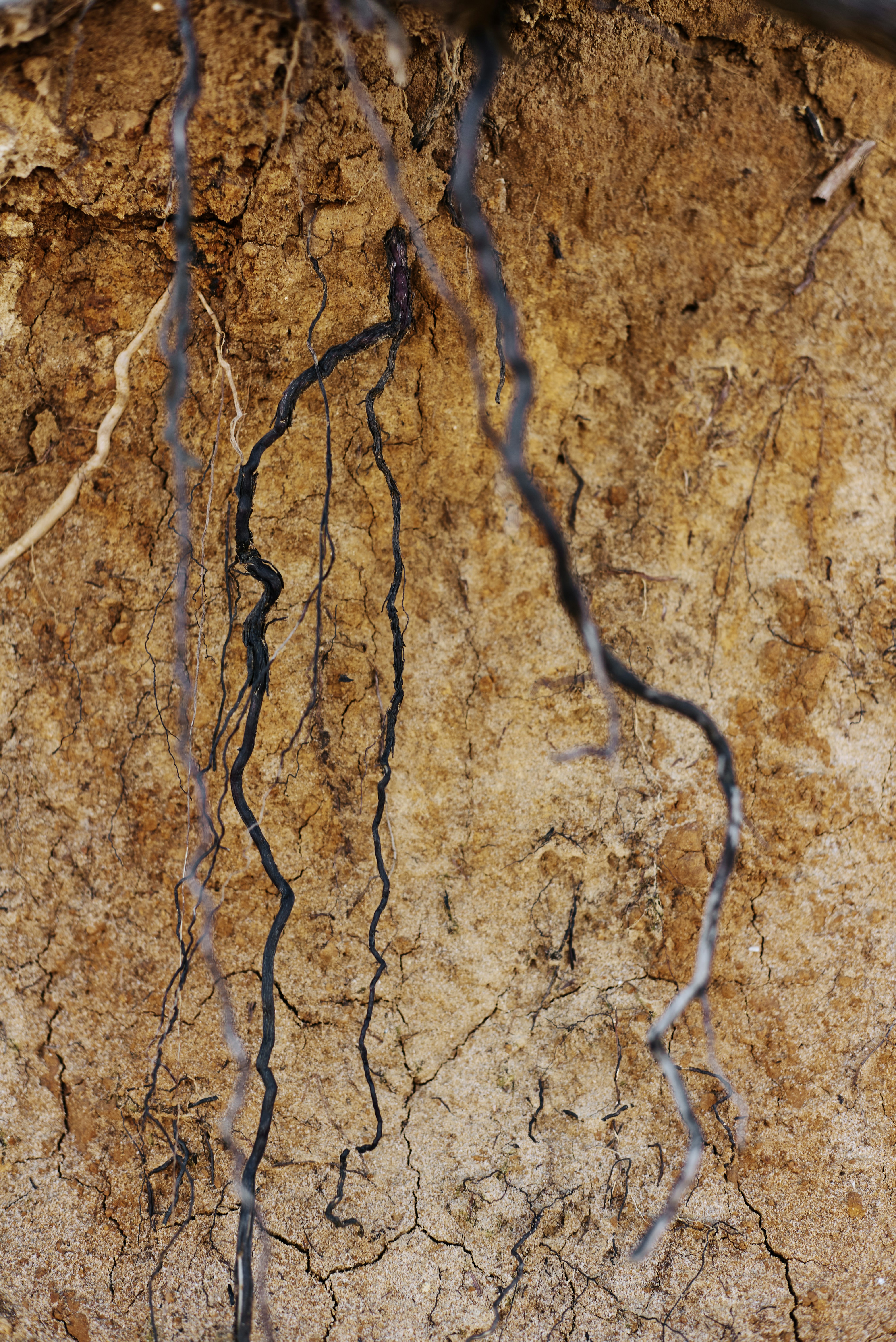 Veins in the Dirt: Close-Up of Cracked Earth