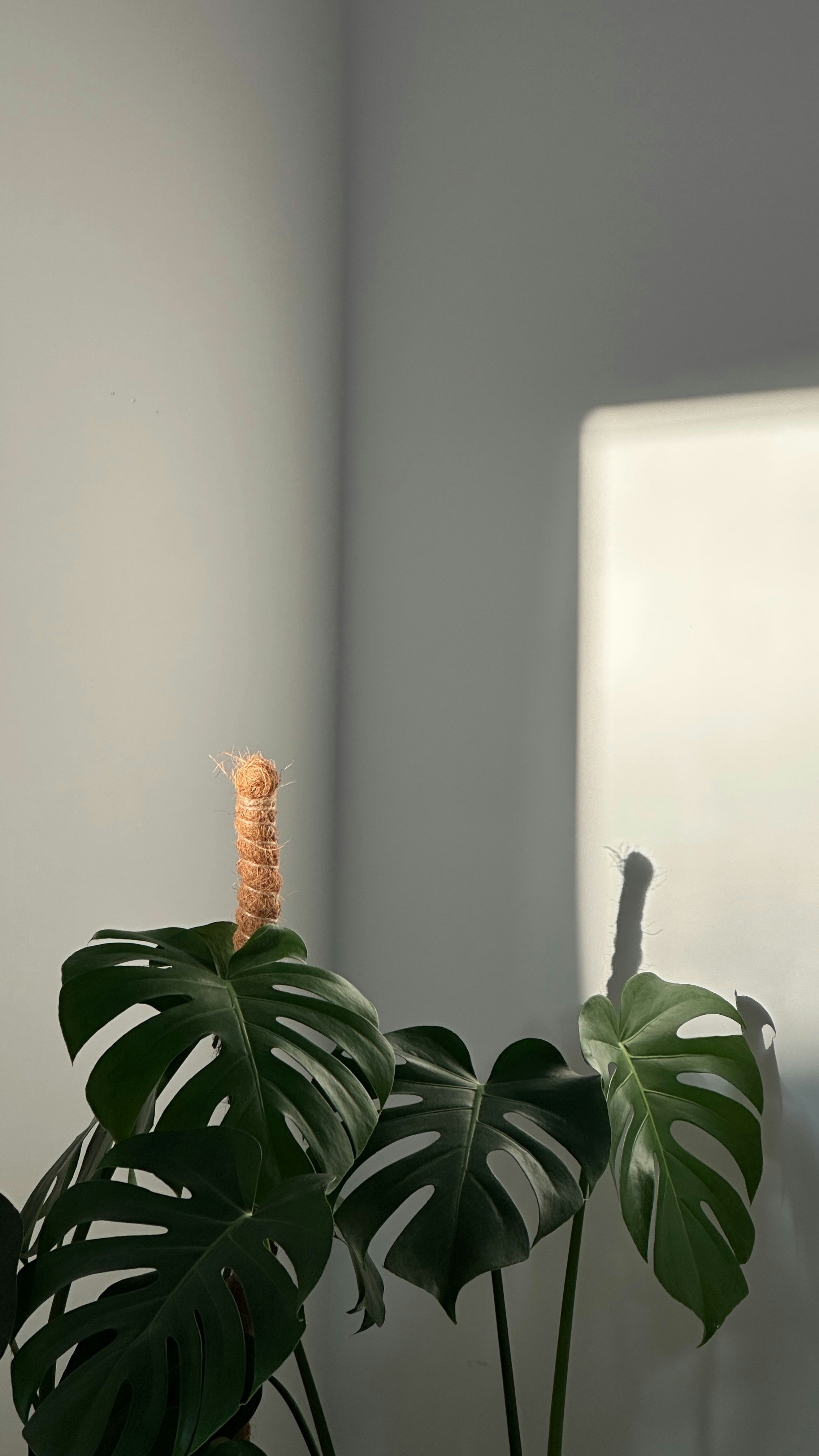 A monstera plant in a sunlit corner.